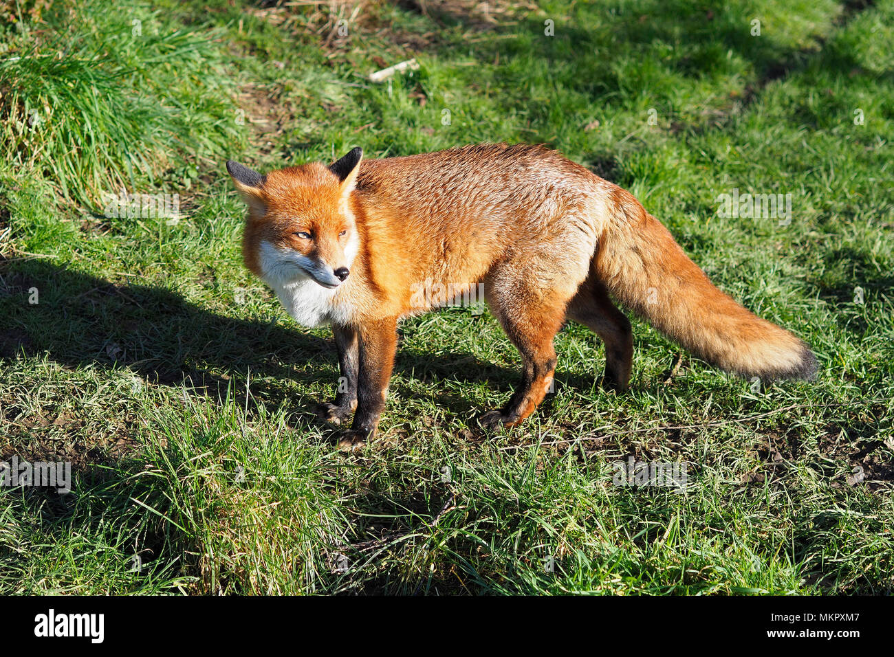 Fox fur farming hi-res stock photography and images - Alamy