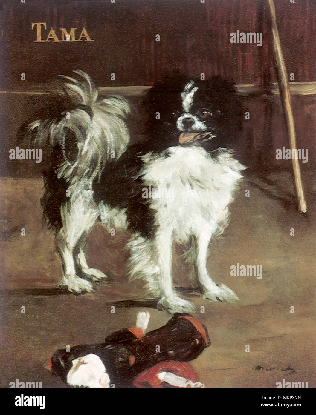 Tama the japanese dog hi-res stock photography and images - Alamy