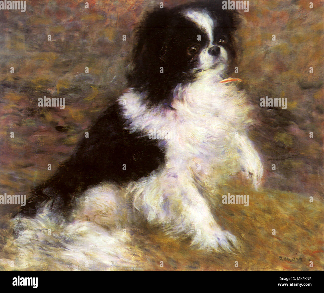 Tama the japanese dog hi-res stock photography and images - Alamy