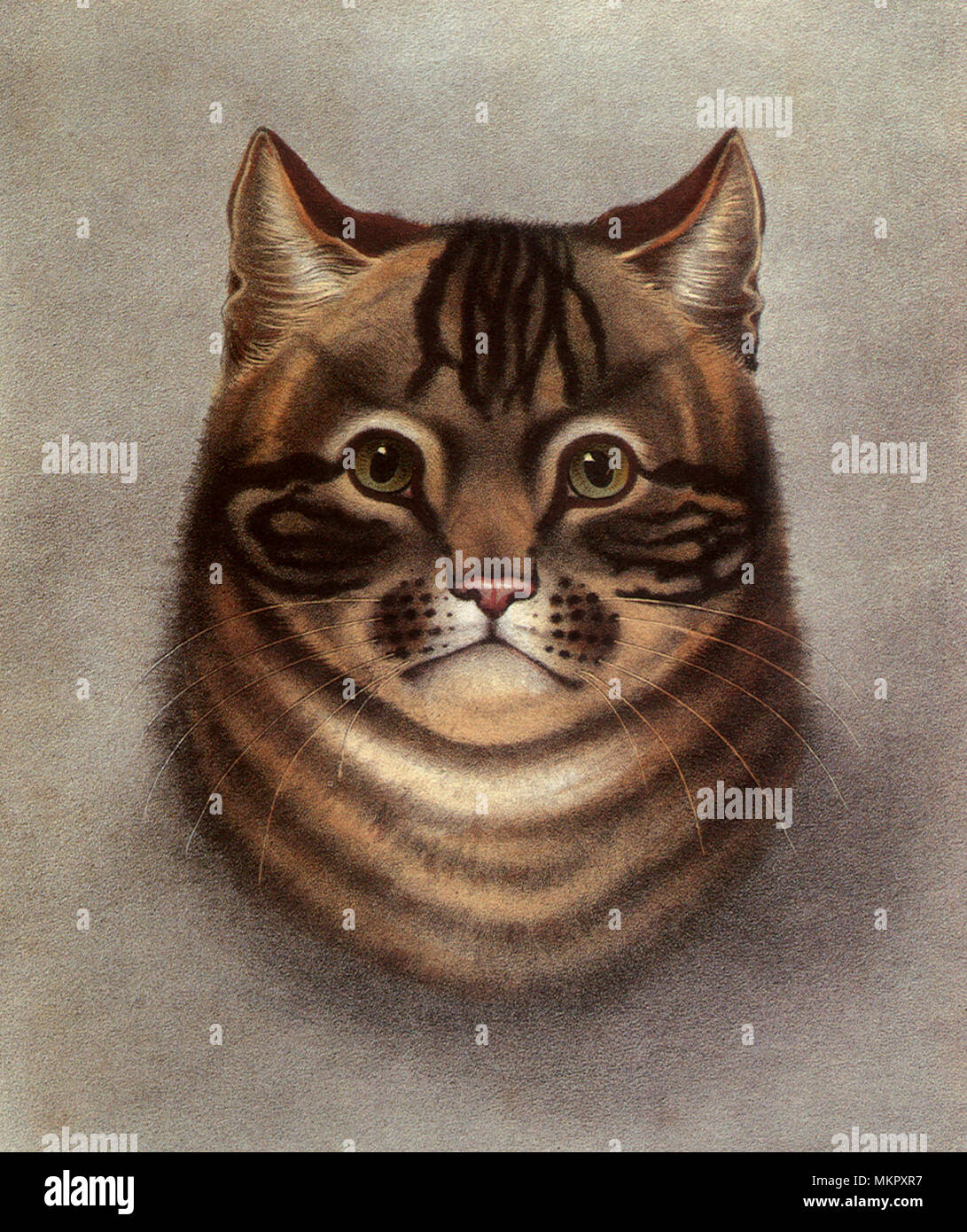 Classic tabby hi-res stock photography and images - Alamy