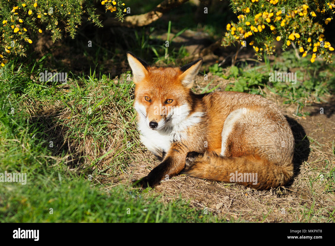 Fox close up Stock Photo - Alamy