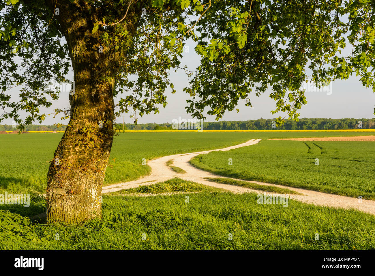 An oak tree at the fork of white dirt paths winding in the middle of ...