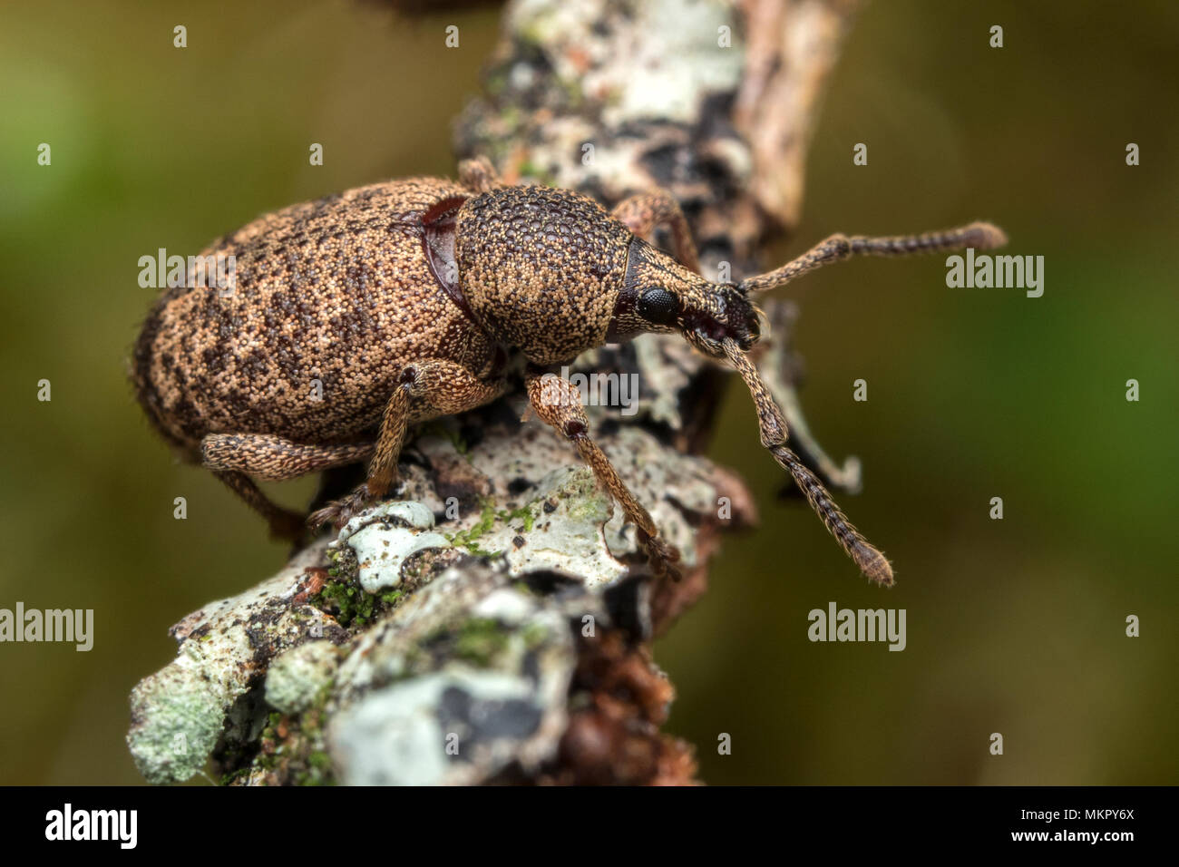 True weevils hi-res stock photography and images - Alamy