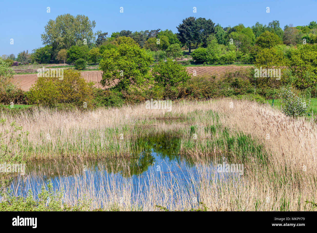 Green marsh beds hi-res stock photography and images - Alamy