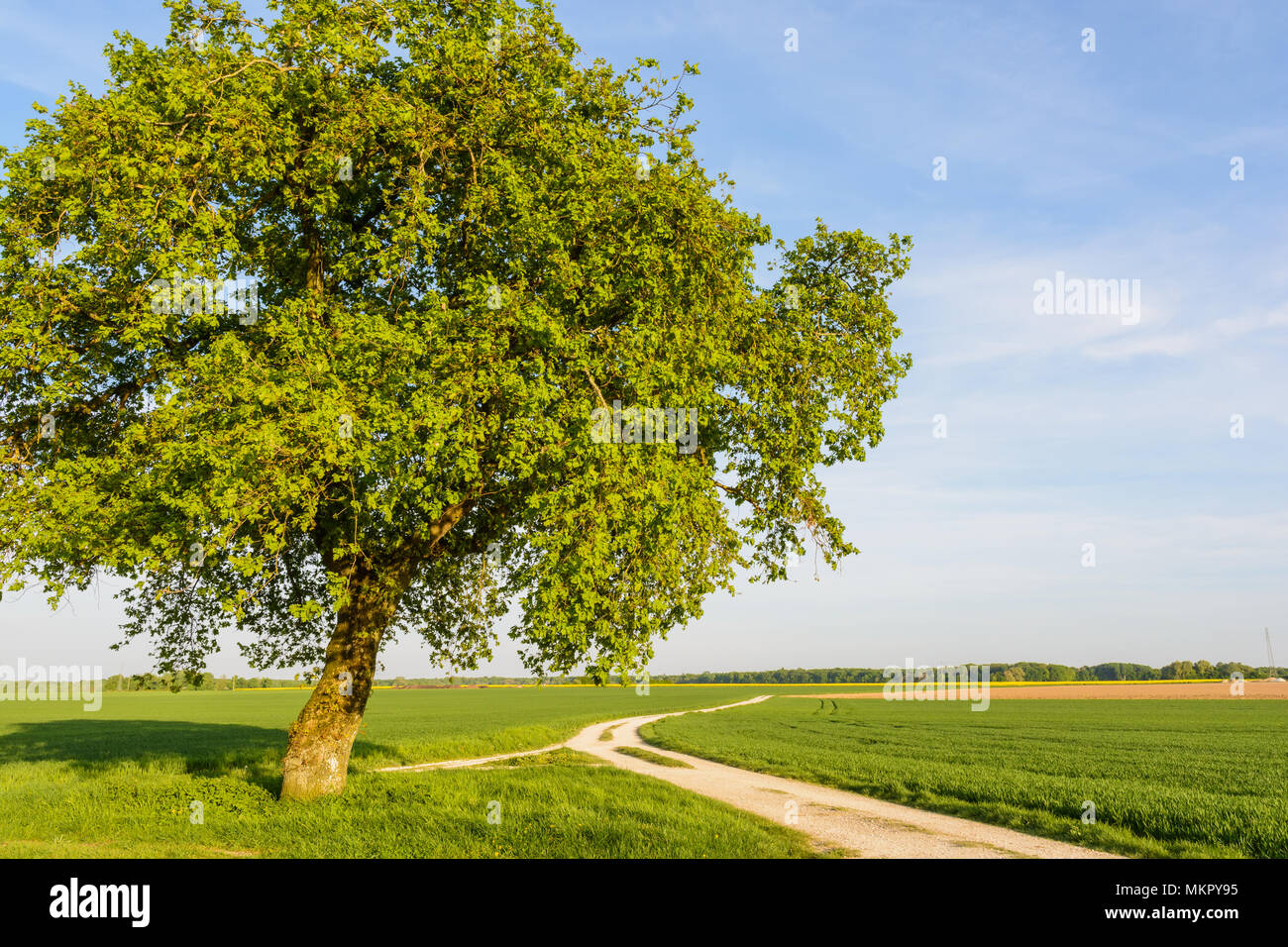 An oak tree at the fork of white dirt paths winding in the middle of ...