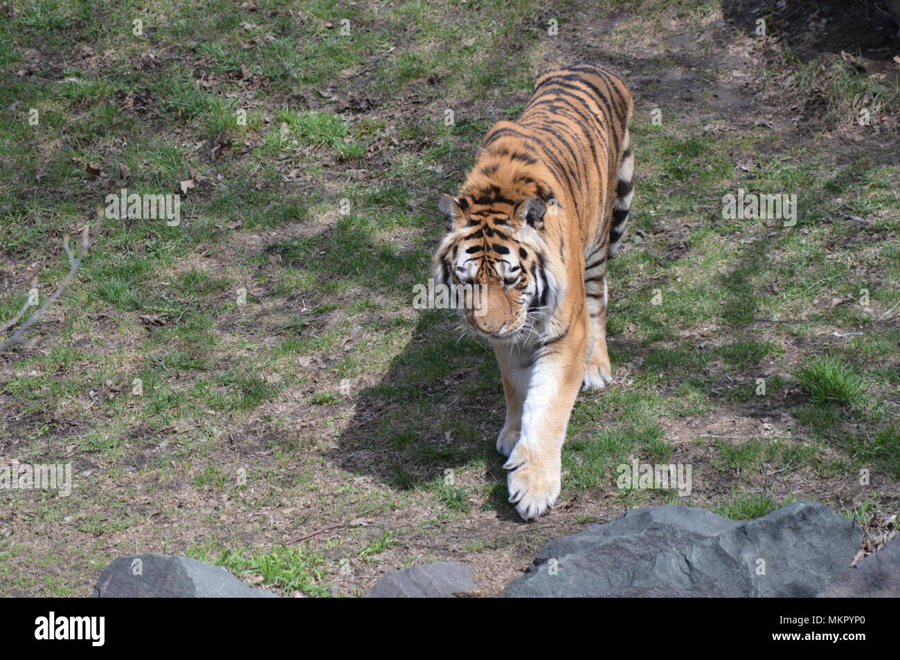 Black tiger spring hi-res stock photography and images - Alamy