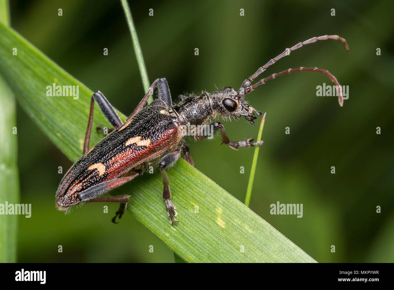 Banded longhorn beetle hi-res stock photography and images - Alamy