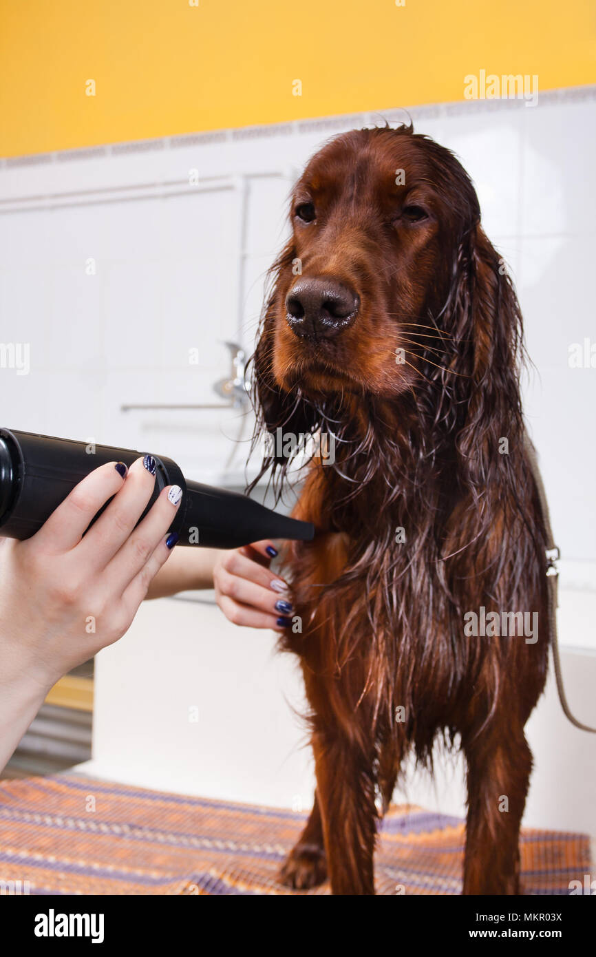 Hand hair dryer hi-res stock photography and images - Alamy
