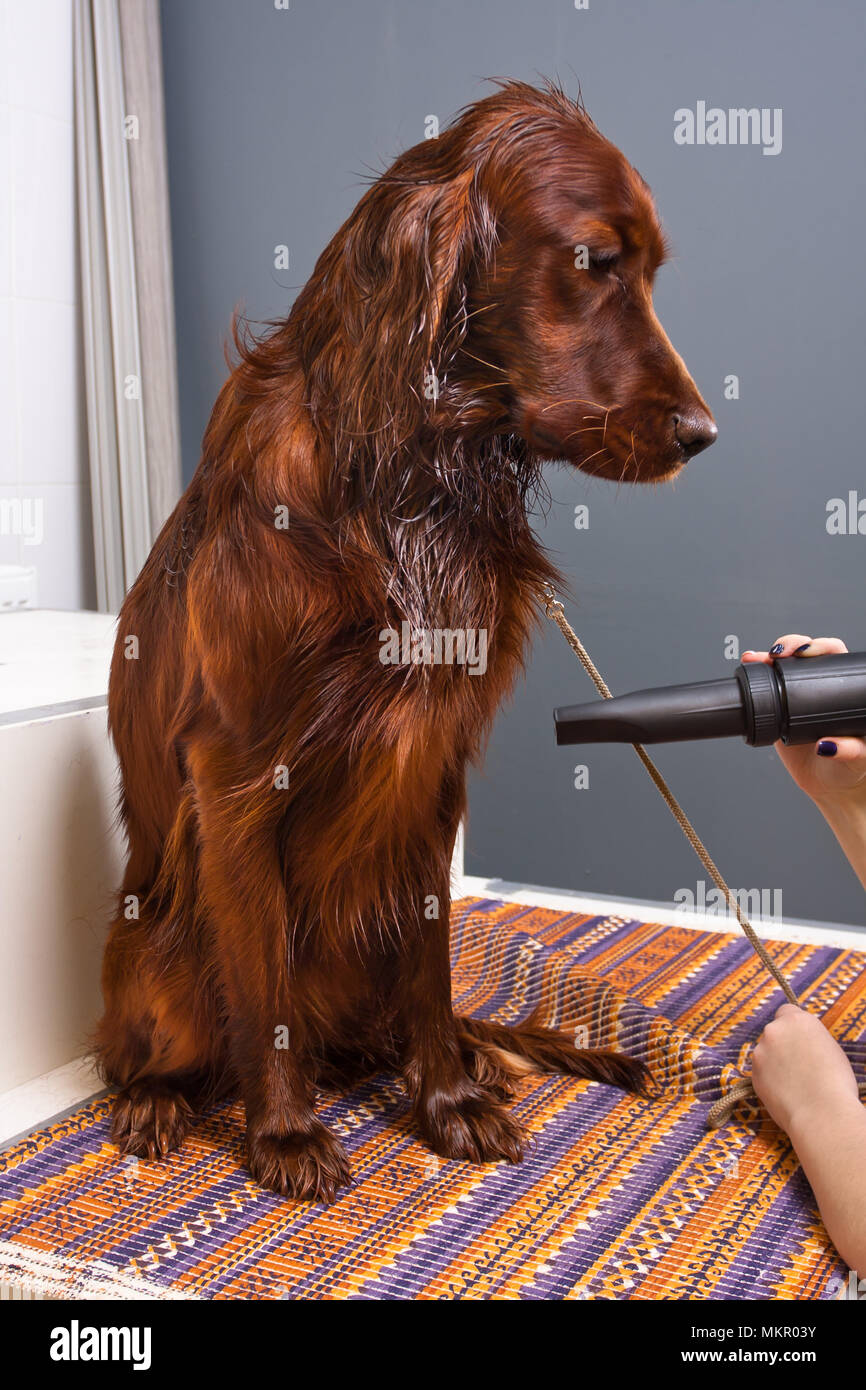 Female hand dry pet hi-res stock photography and images - Alamy