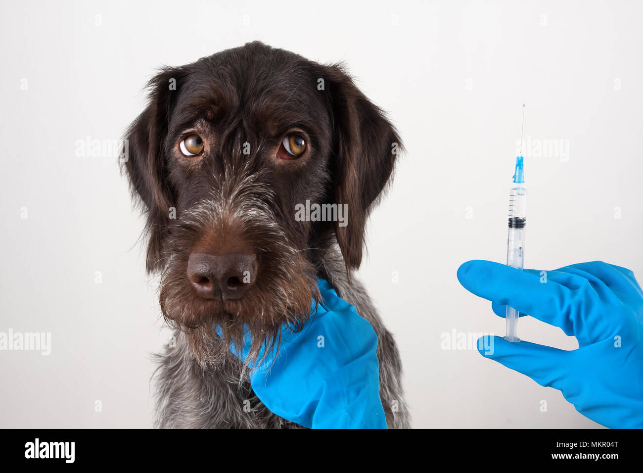 Dog injection hi-res stock photography and images - Alamy