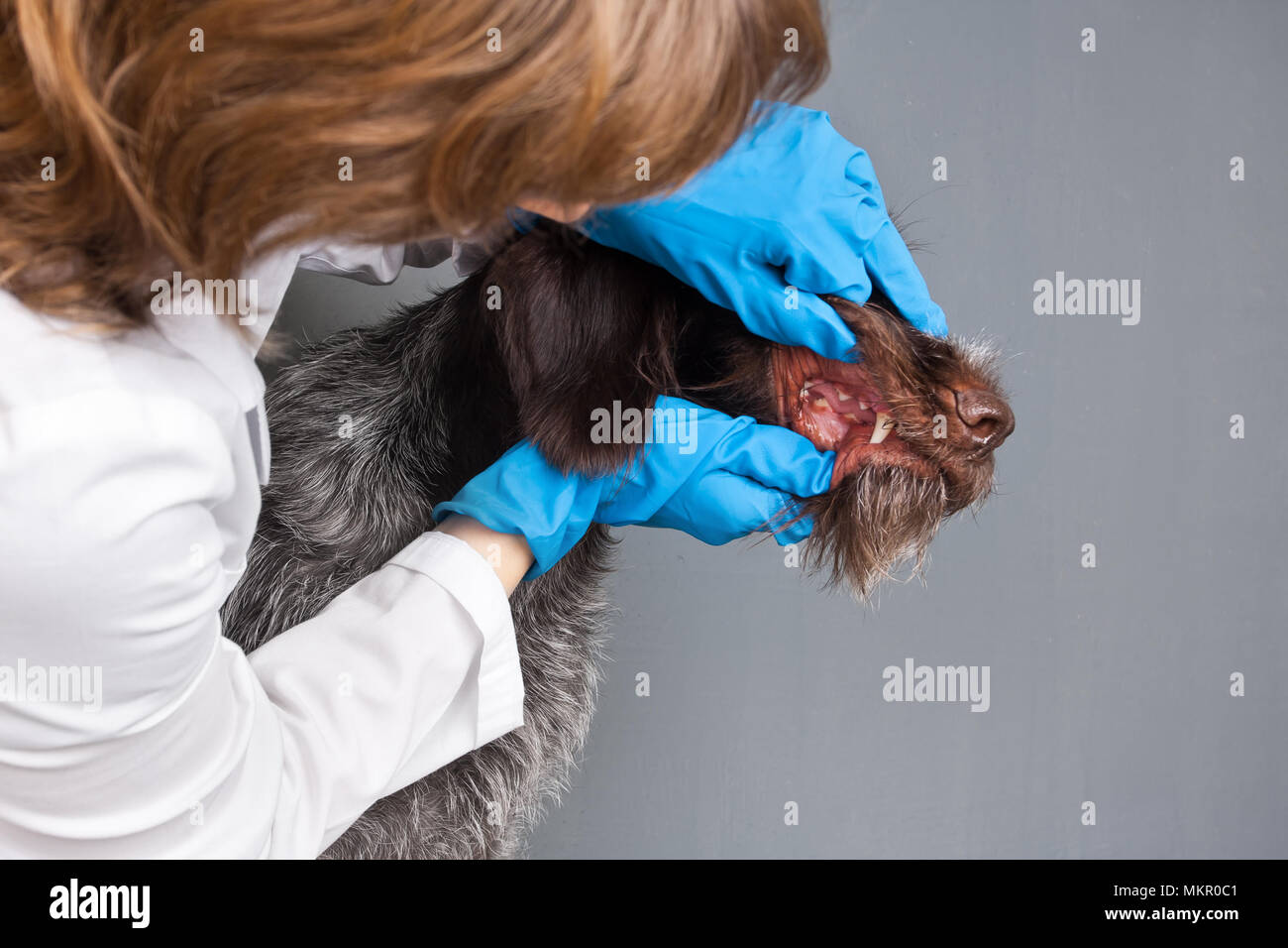 vet checking teeth of dog in vet clinic Stock Photo - Alamy