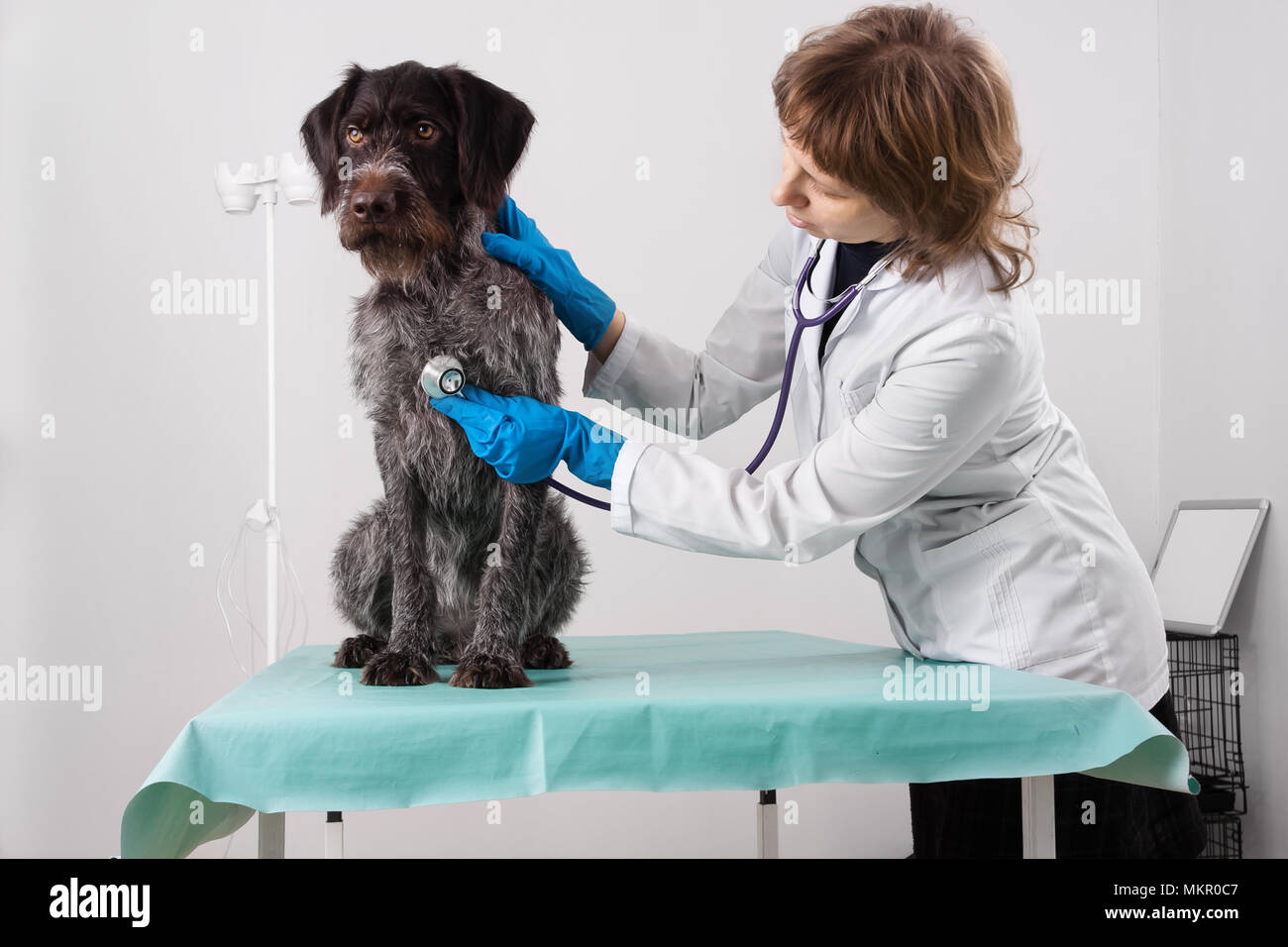 vet examining dog with stethoscope in veterinarian clinic Stock Photo ...