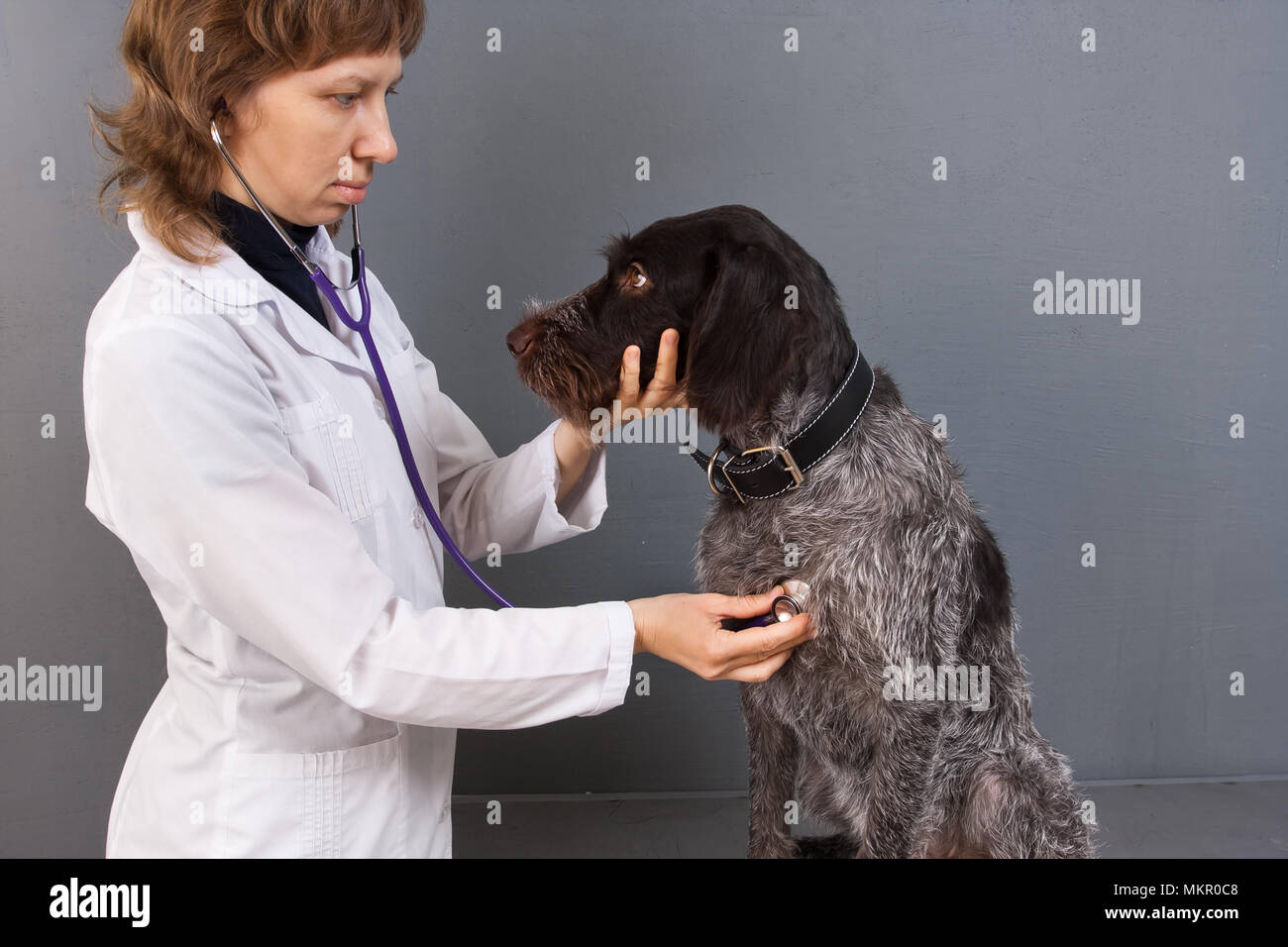 vet examining dog with stethoscope in veterinarian clinic Stock Photo ...