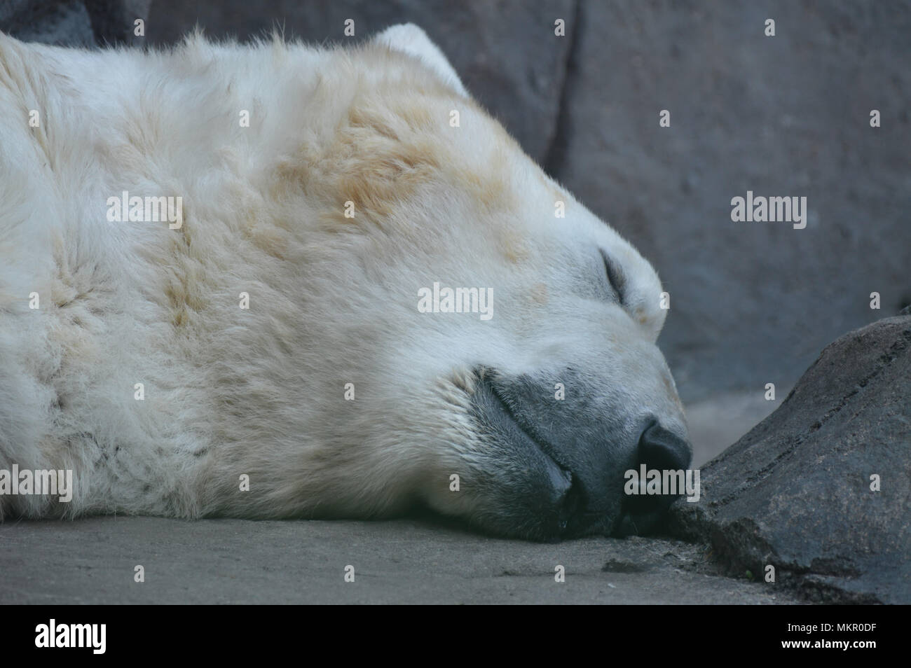 Polar bear sleeping Stock Photo - Alamy