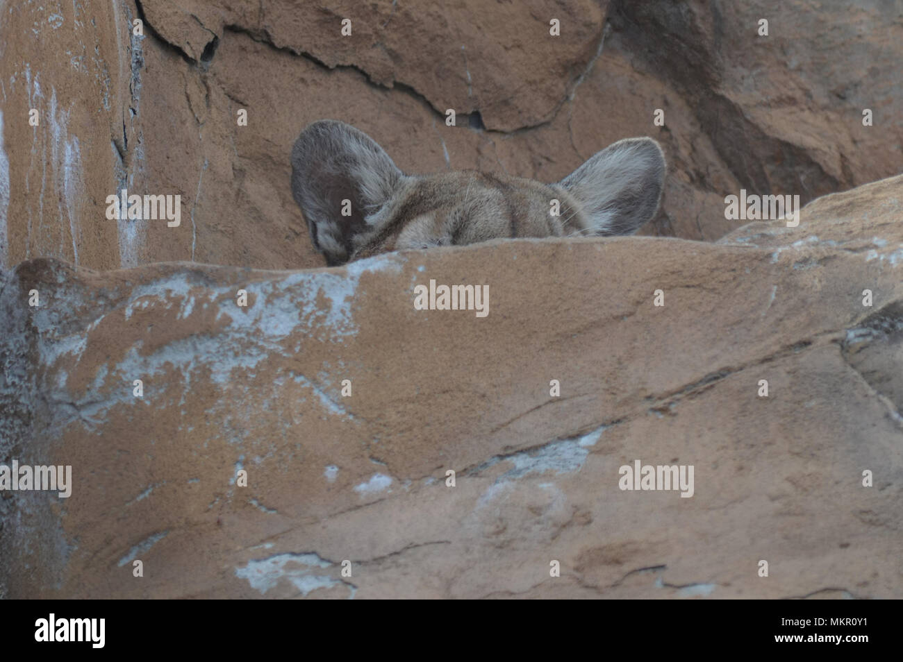 Puma hiding behind a rock Stock Photo - Alamy