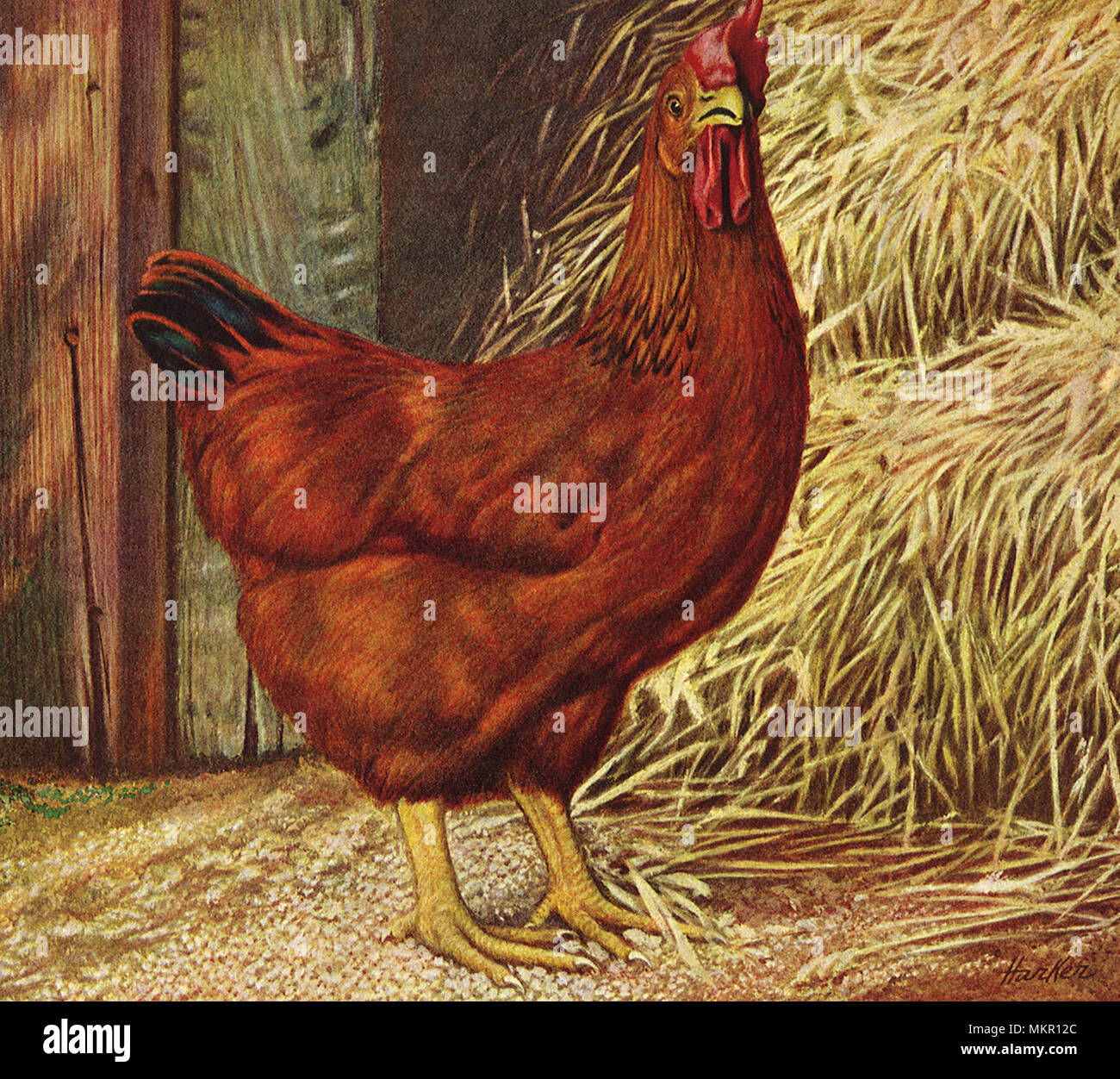 Chicken in Barn Stock Photo - Alamy