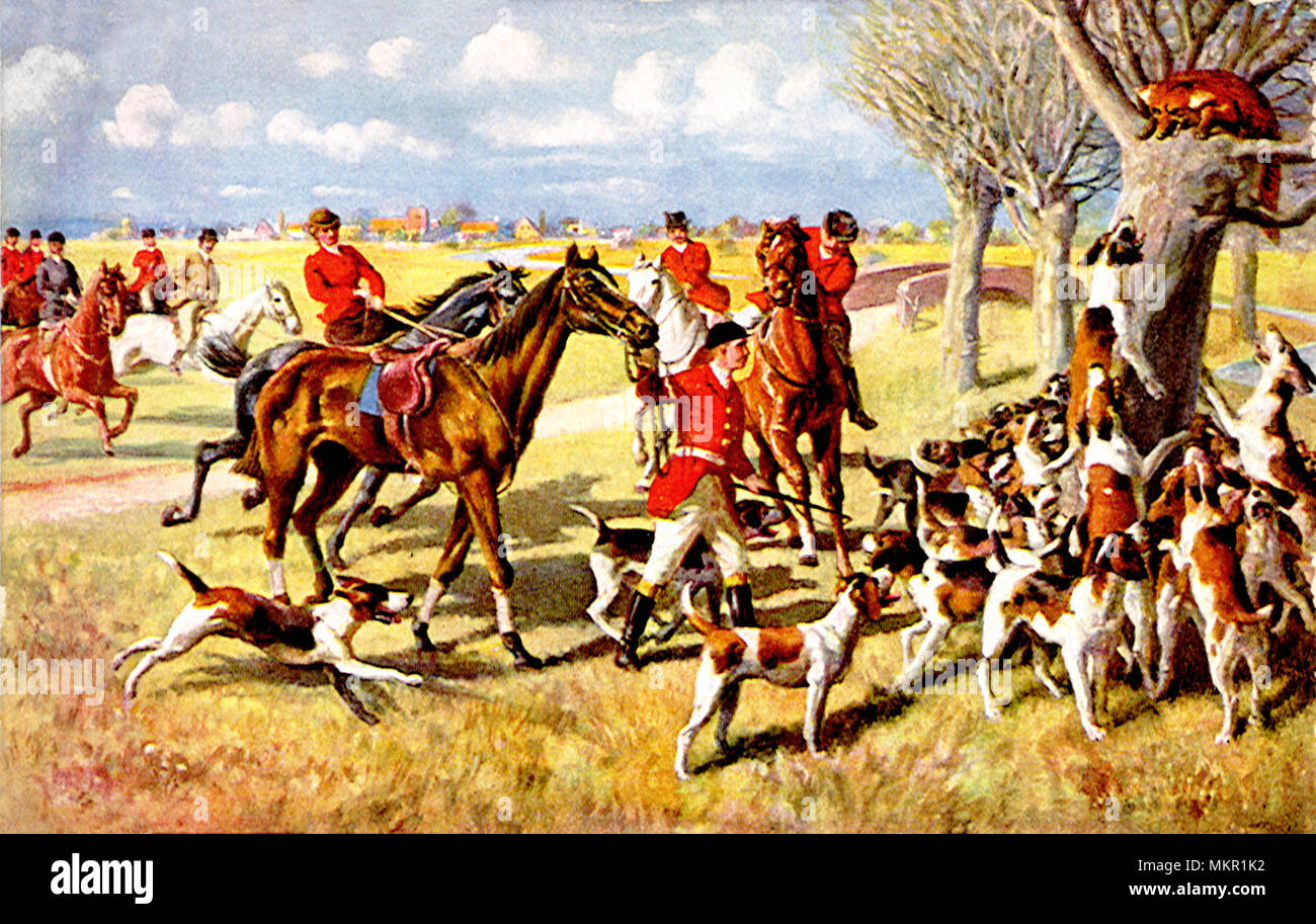 Hunting Scene with Pack of Hounds Treeing a Fox Stock Photo - Alamy