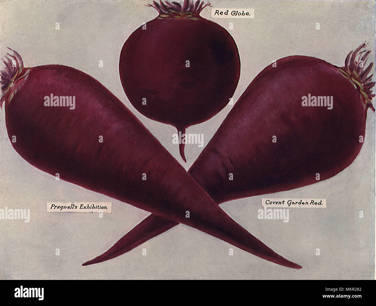 Varieties of Beets Stock Photo - Alamy