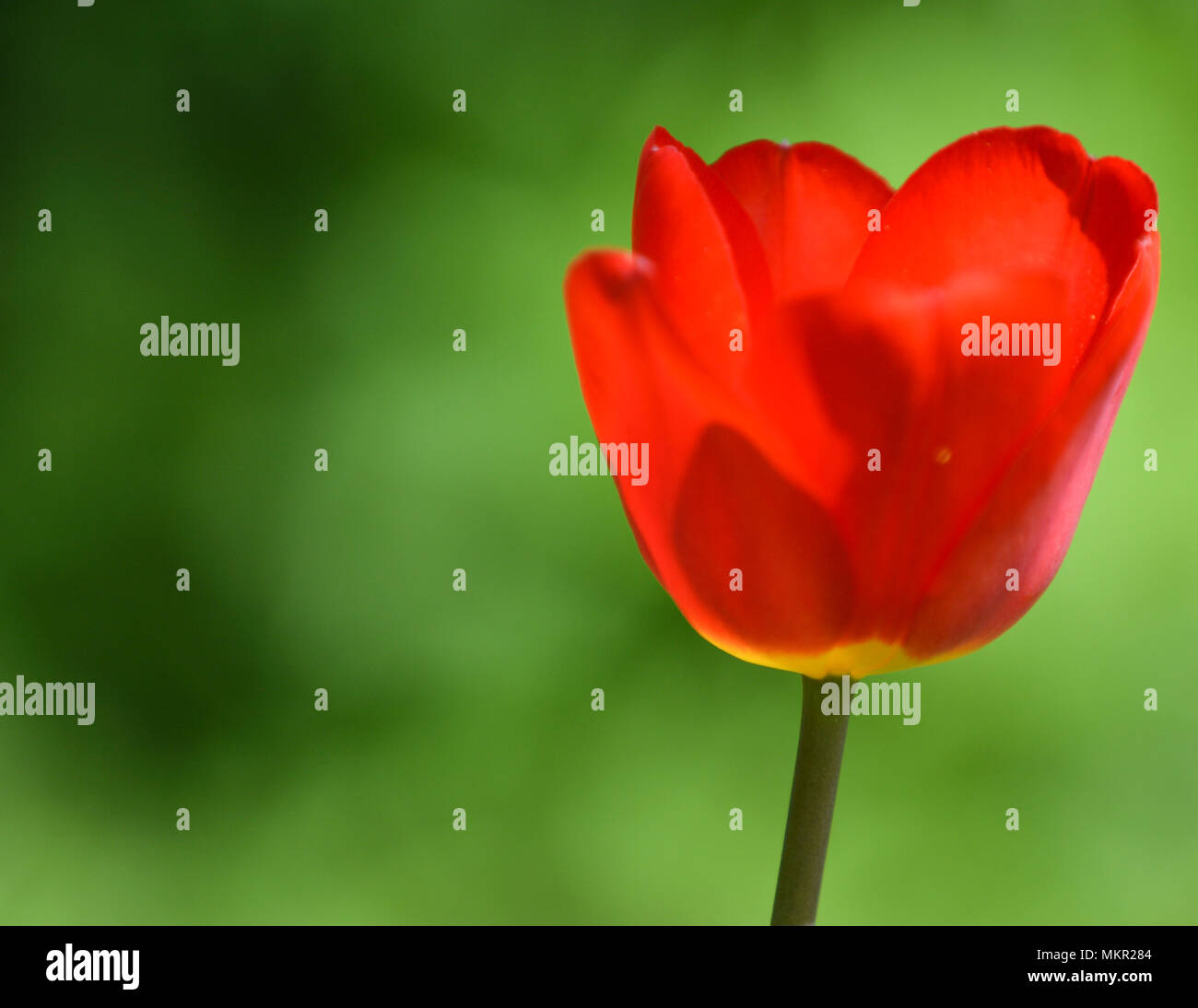 Red shank flower hi-res stock photography and images - Alamy