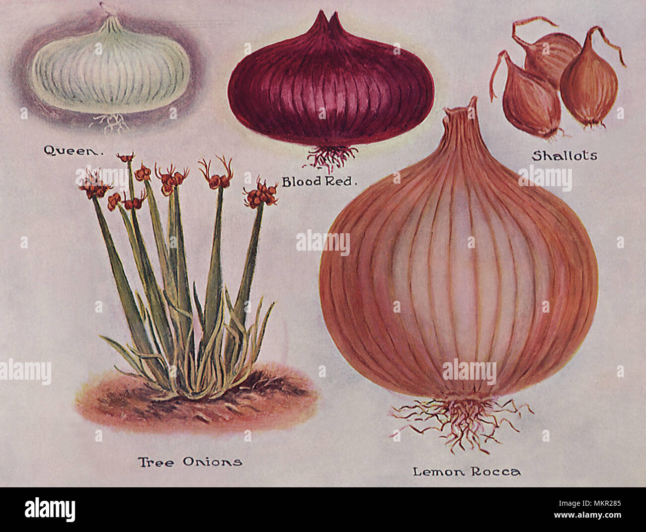 Varieties of Onions Stock Photo - Alamy