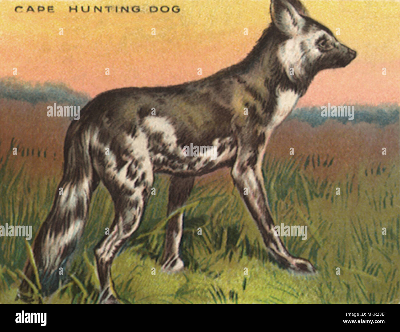 Cape Hunting Dog Stock Photo - Alamy