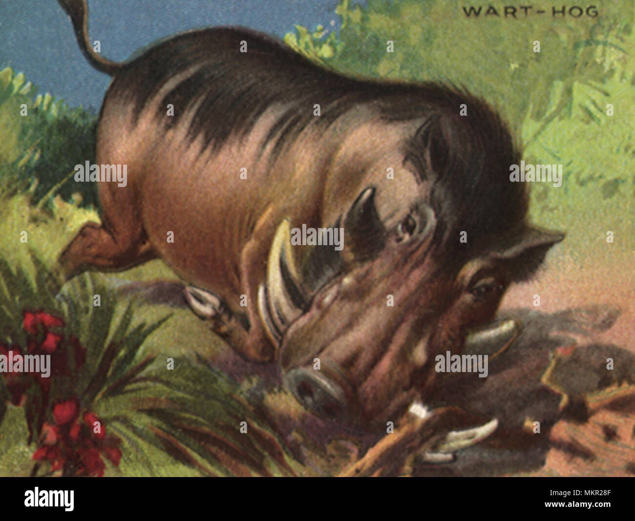 The hog hi-res stock photography and images - Alamy