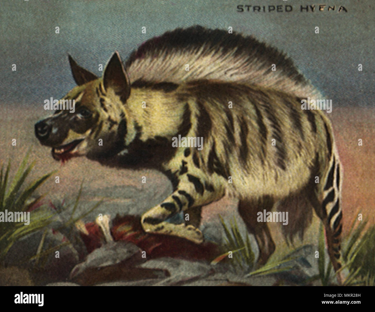 Hyena striped hyena hi-res stock photography and images - Alamy
