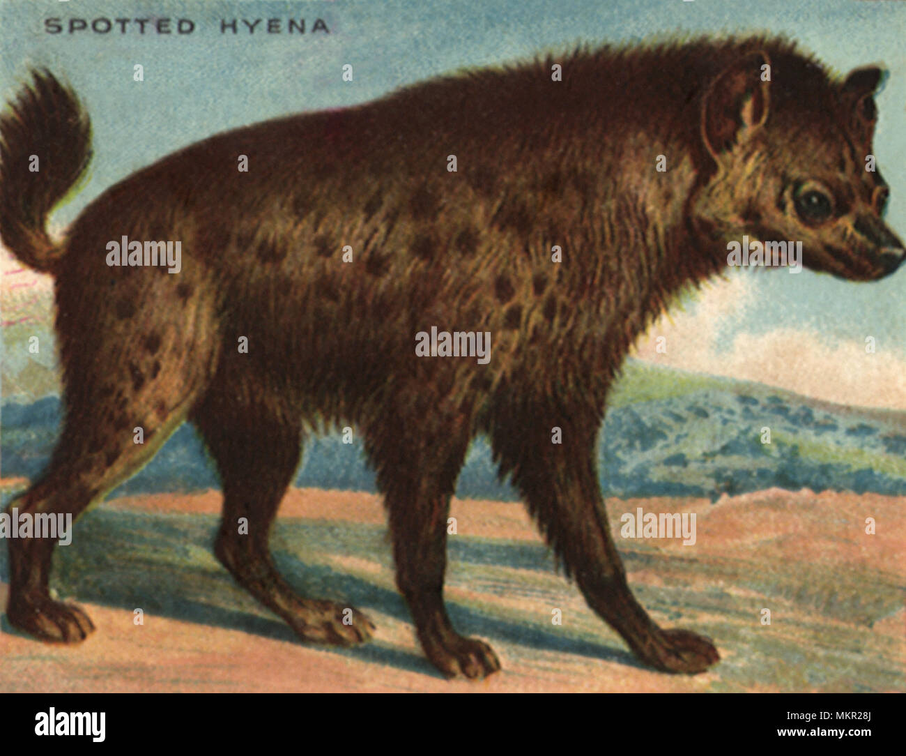 Hyena illustration hi-res stock photography and images - Alamy