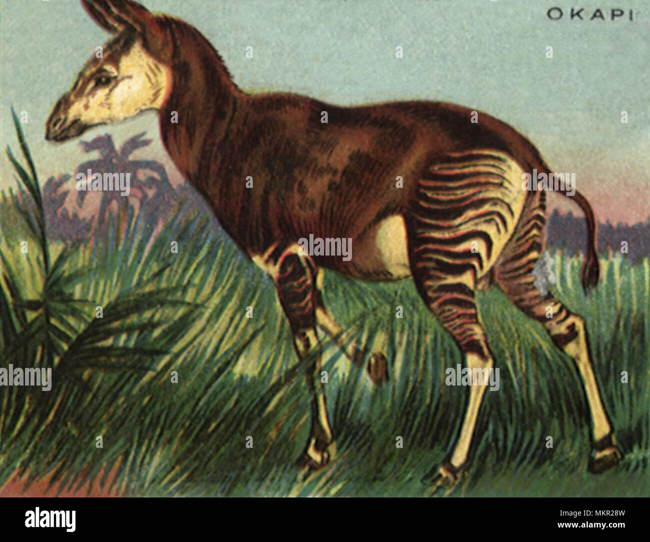 Illustration okapi hi-res stock photography and images - Alamy