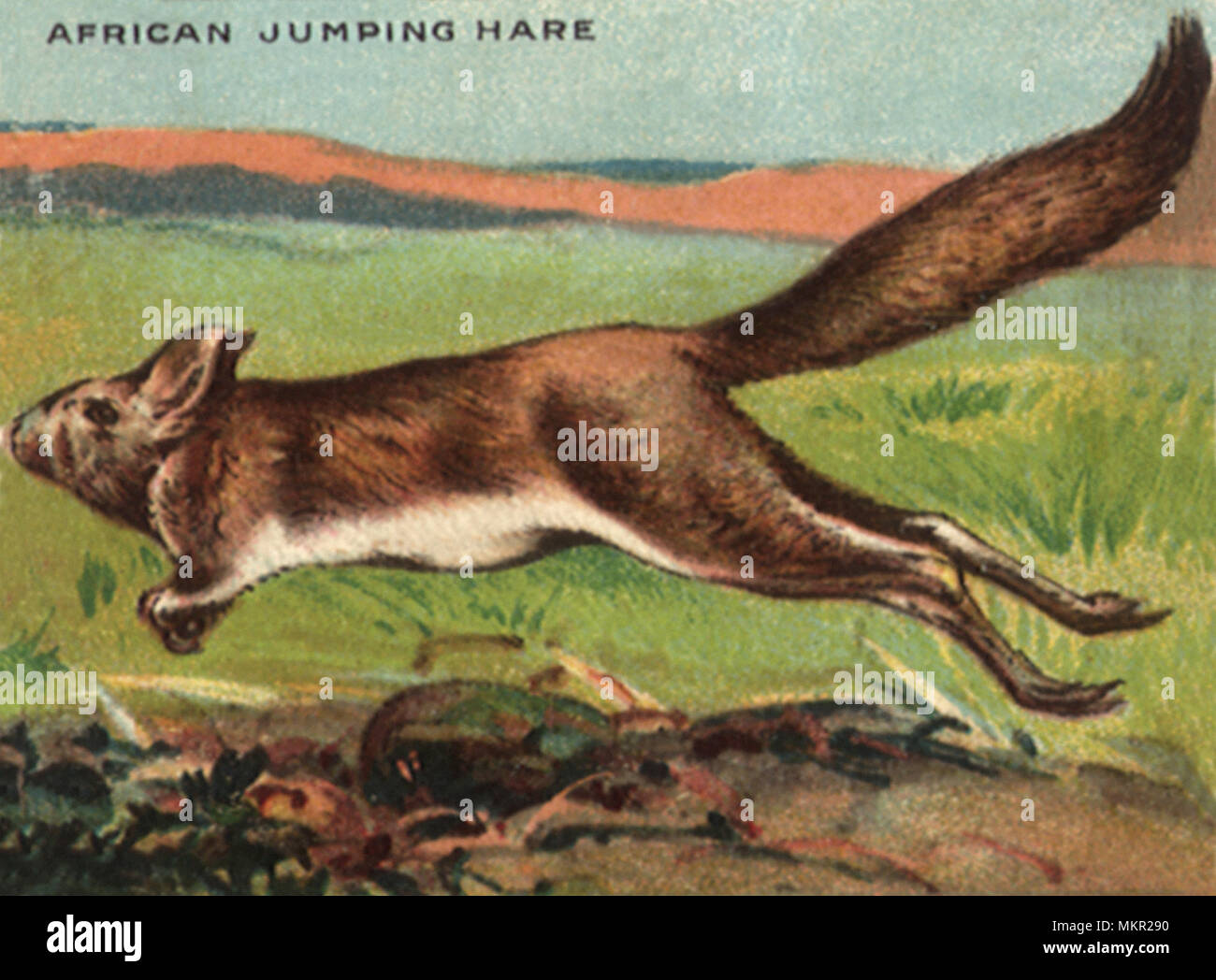 African Jumping Hare Stock Photo - Alamy