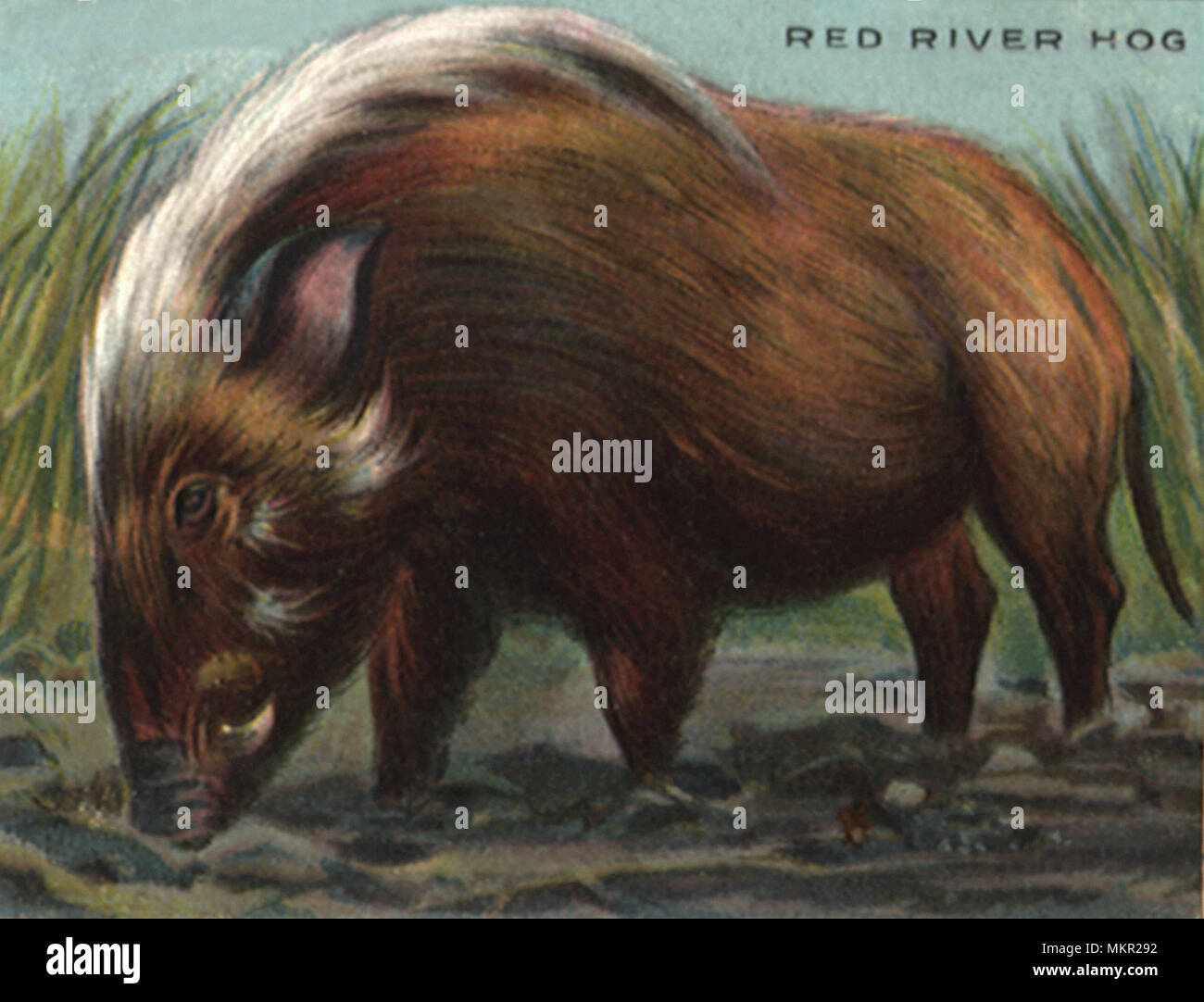 Red River Hog Stock Photo - Alamy