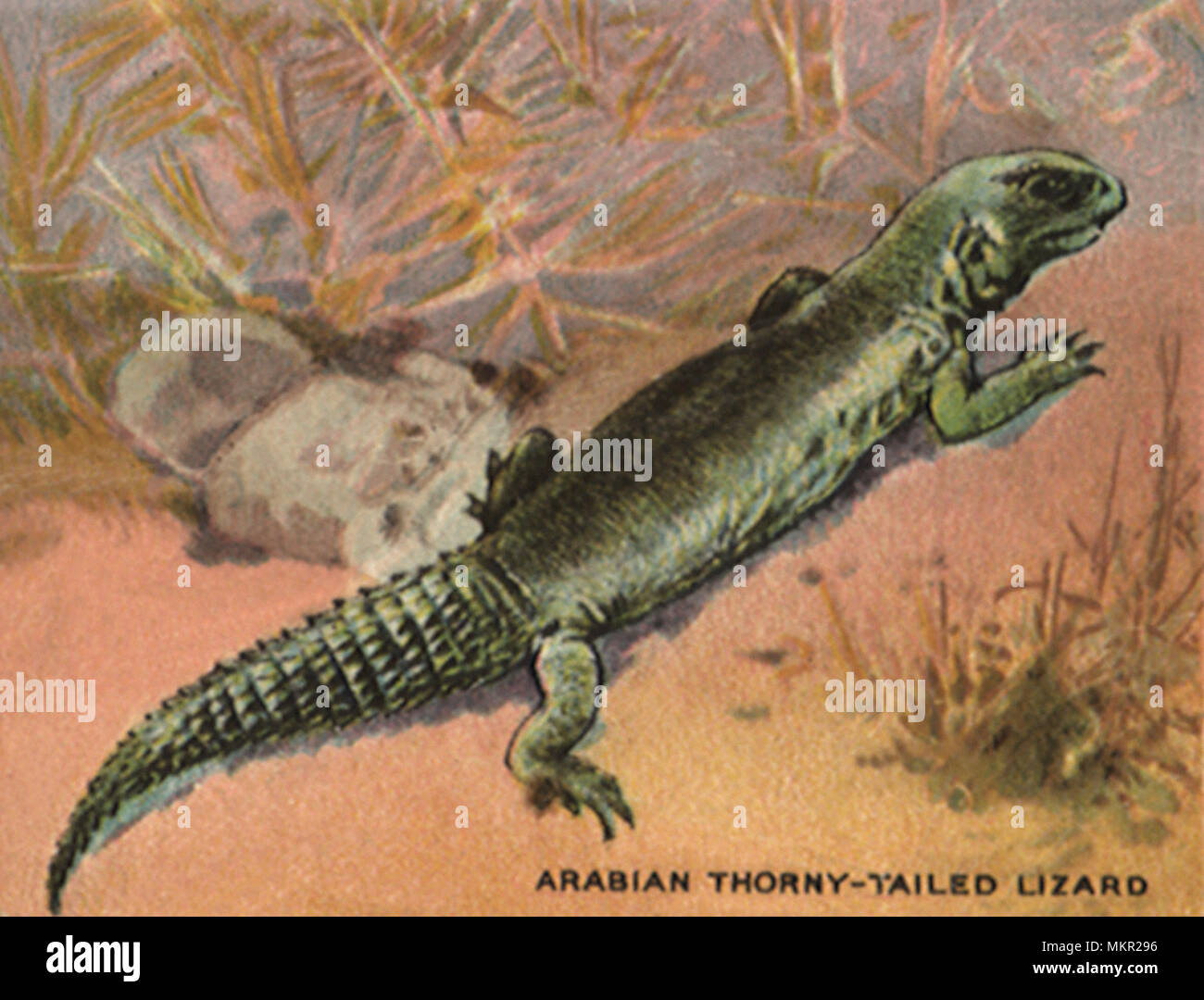 Thorny hi-res stock photography and images - Alamy