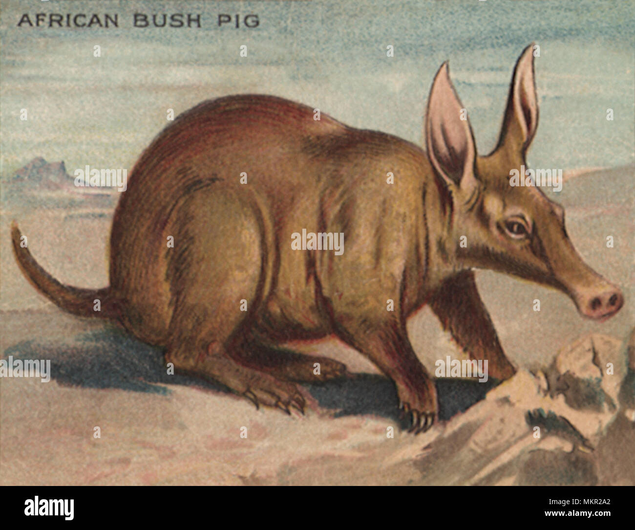 African Bush Pig Stock Photo - Alamy