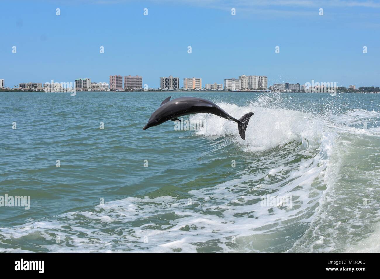 Dolphin watching florida hi-res stock photography and images - Alamy