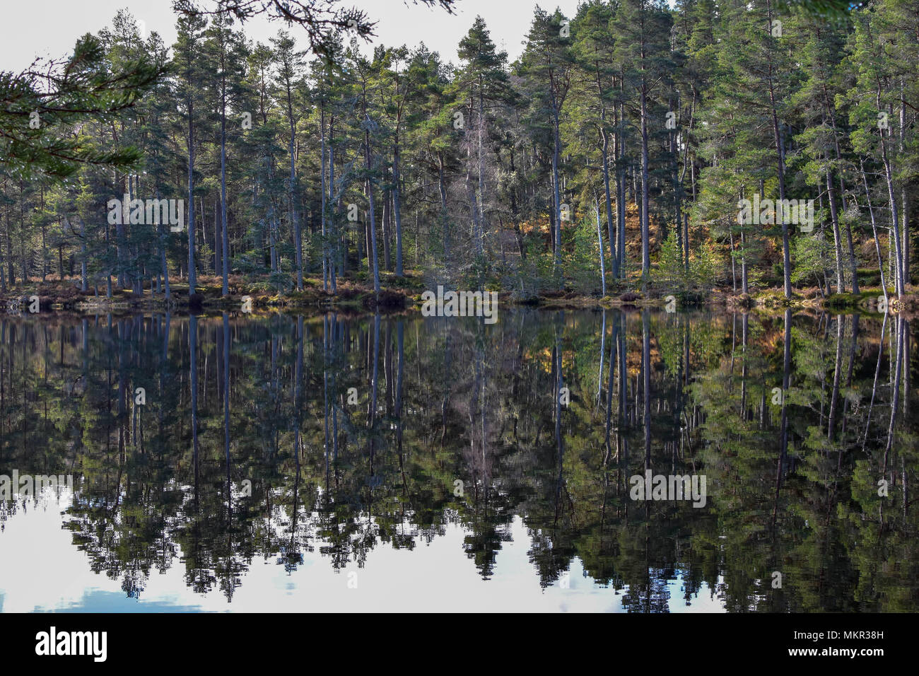 tree reflection in a loch Stock Photo - Alamy