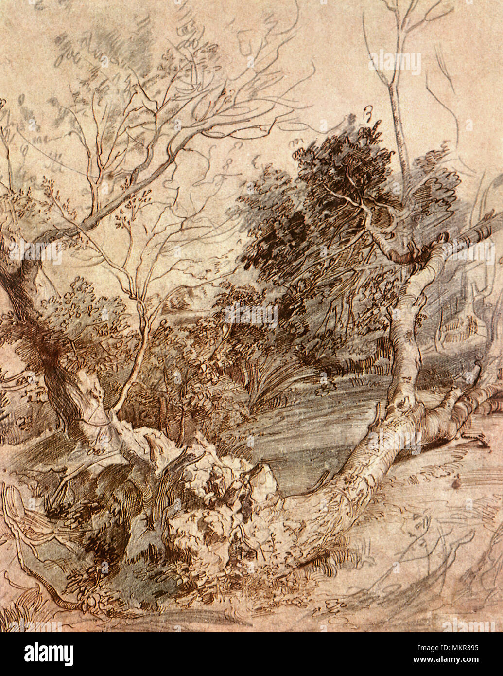 Study of Trees Stock Photo - Alamy