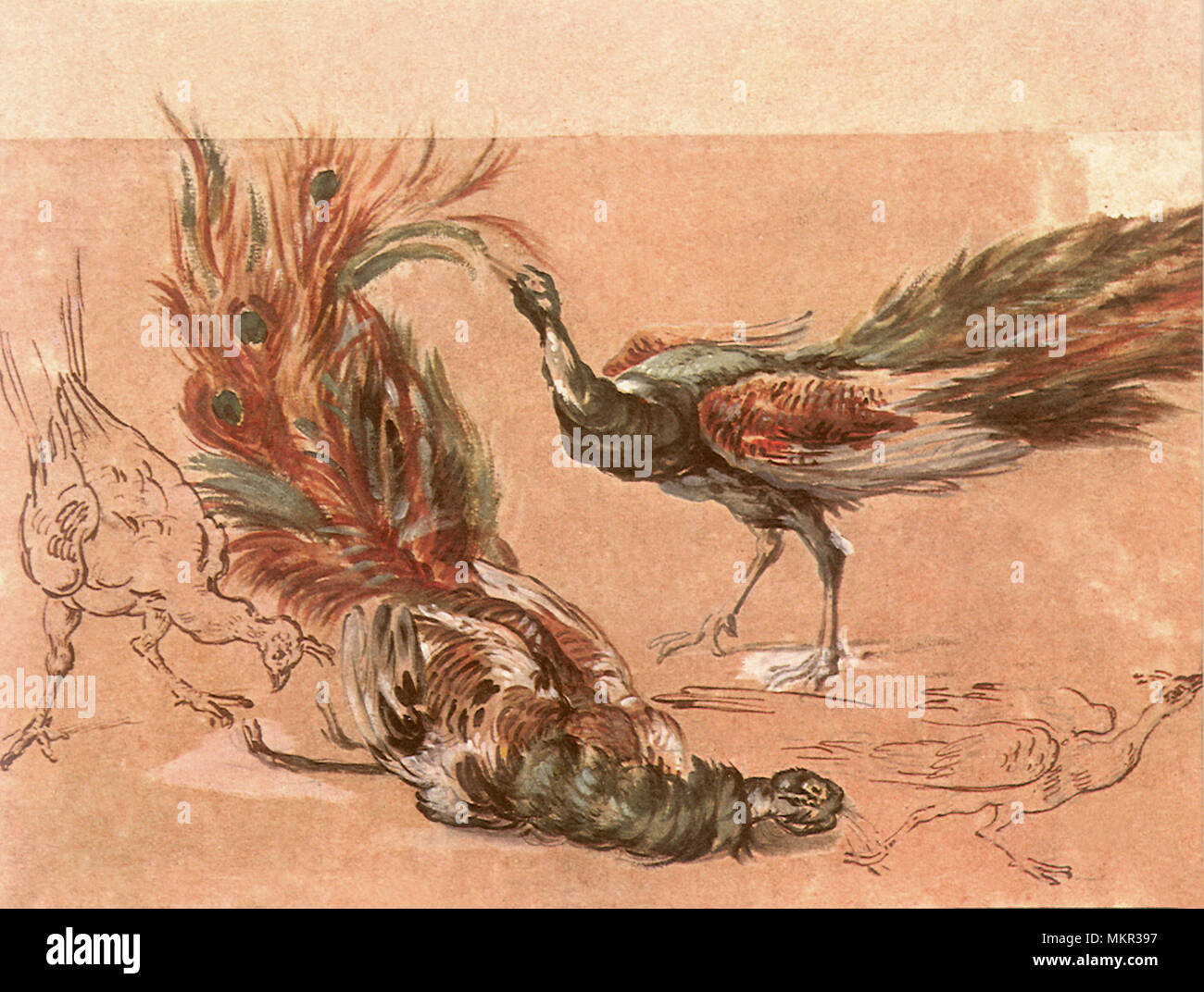 Four bird studies hi-res stock photography and images - Alamy