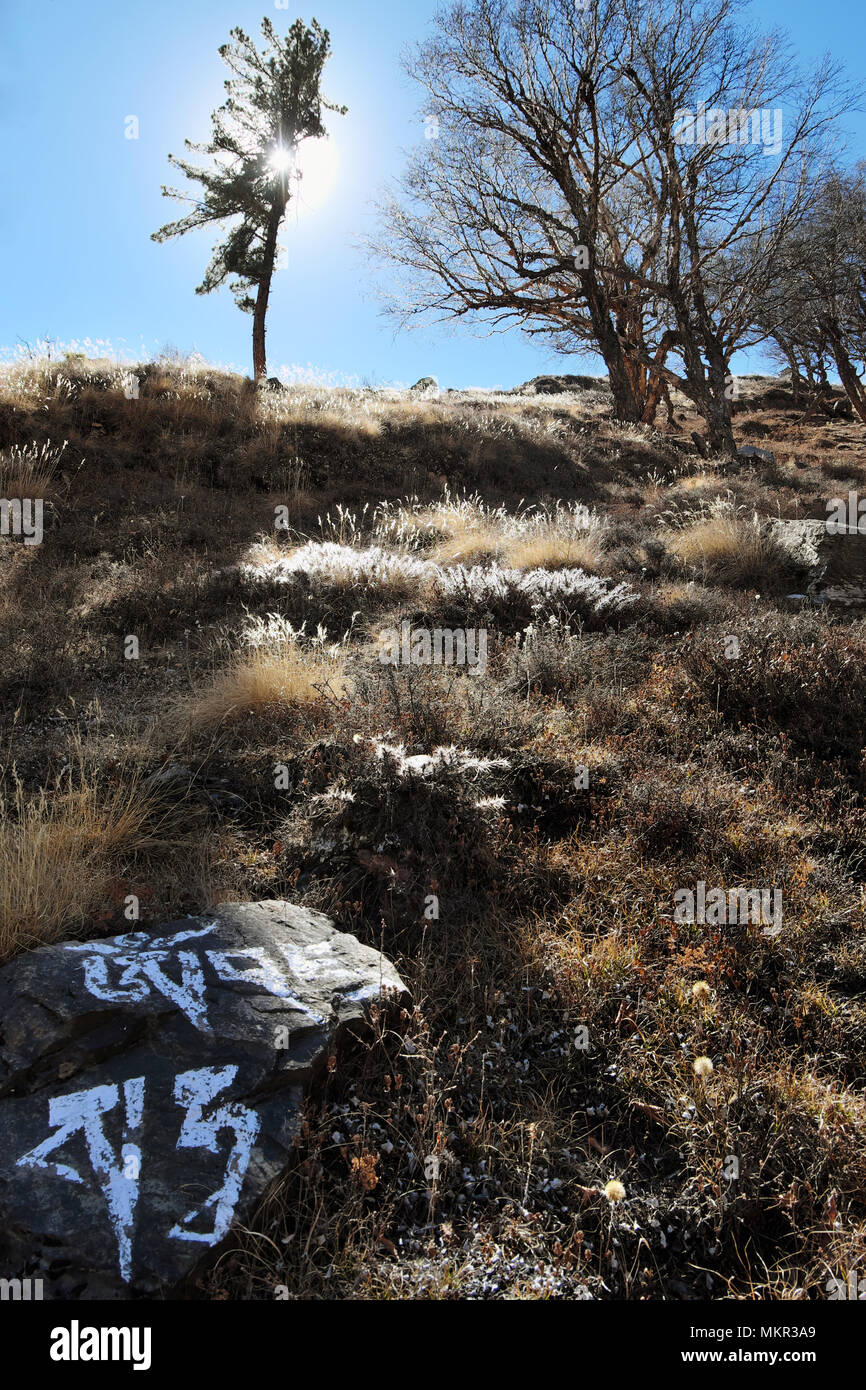 Scenic alpine forest in the Nepalese Himalayas against the sun with a ...