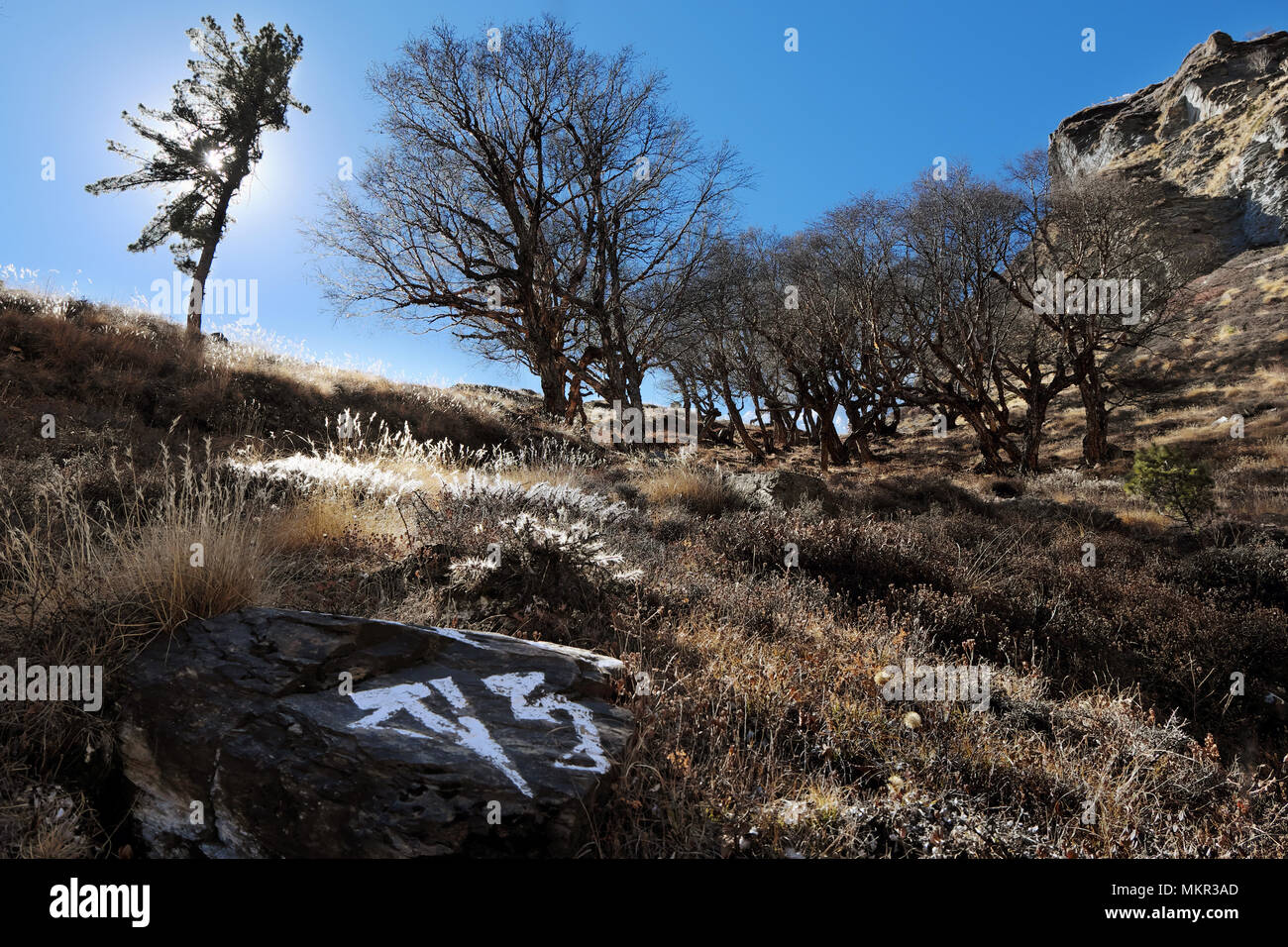 Scenic alpine forest in the Nepalese Himalayas against the sun with a ...