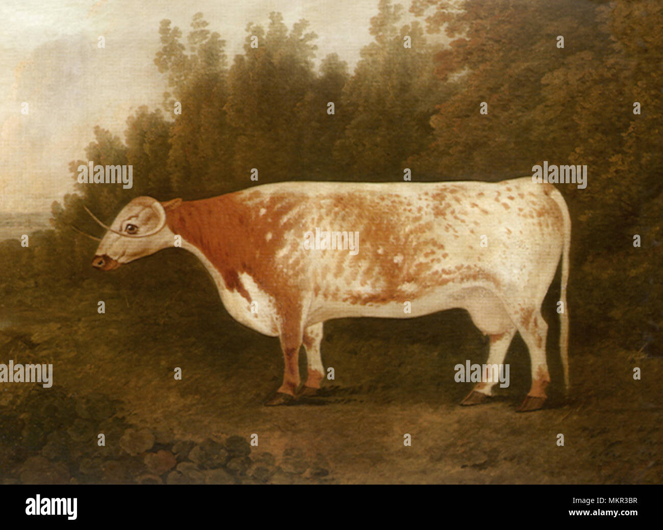 Spotted beasts hi-res stock photography and images - Alamy
