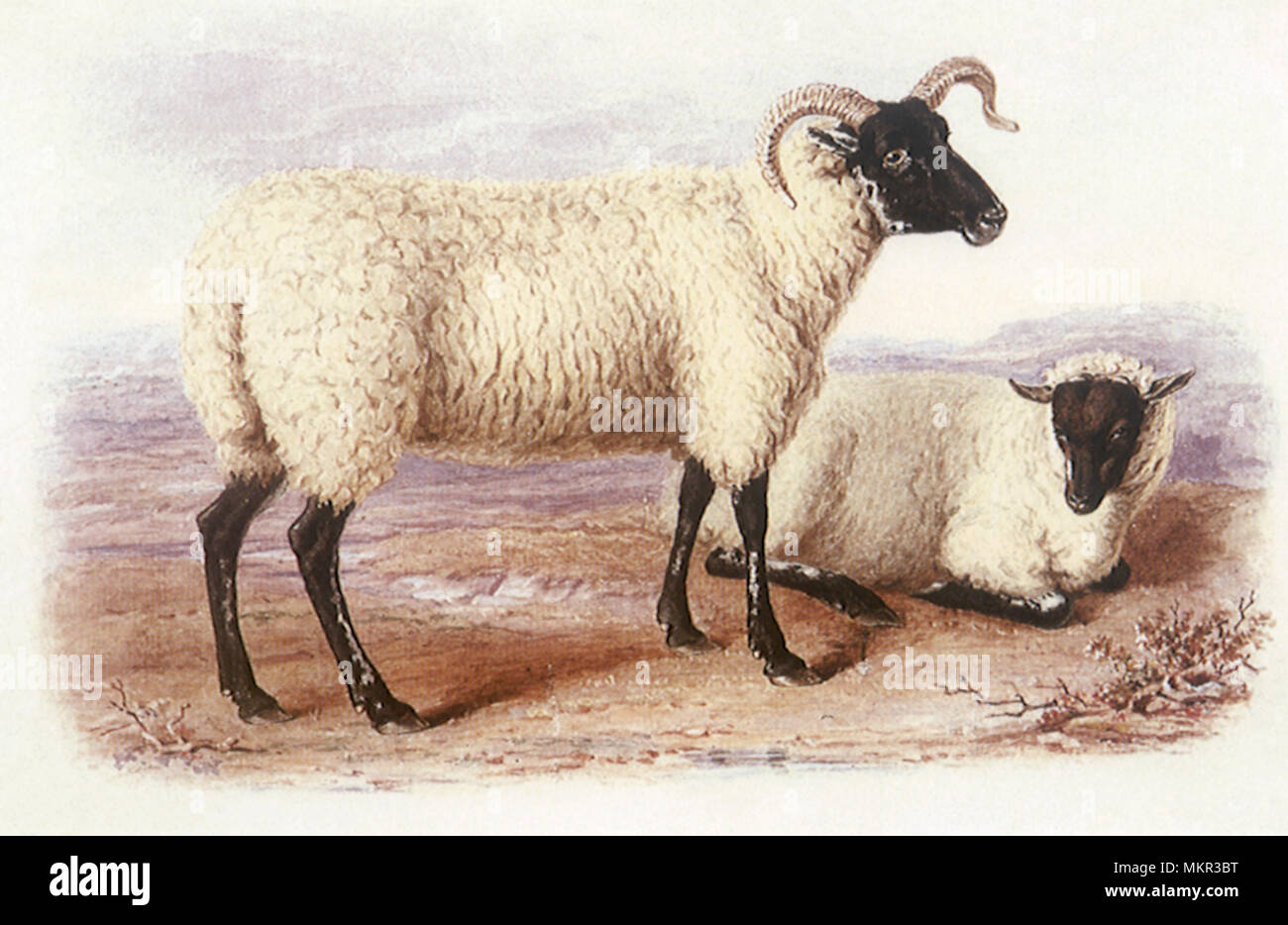 Ewe art hi-res stock photography and images - Alamy