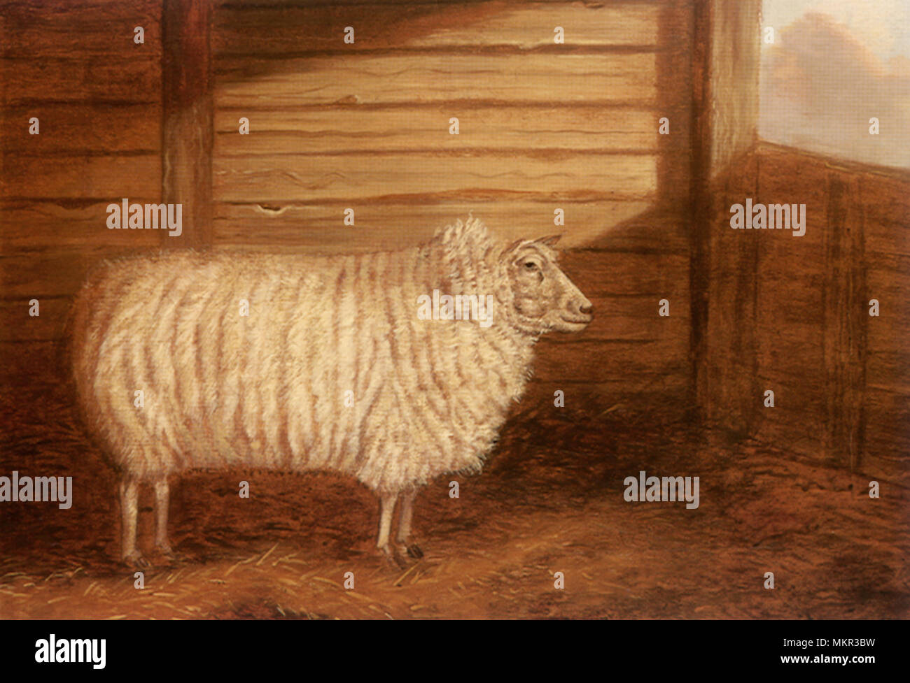 A Prize Sheep in a Barn Stock Photo - Alamy