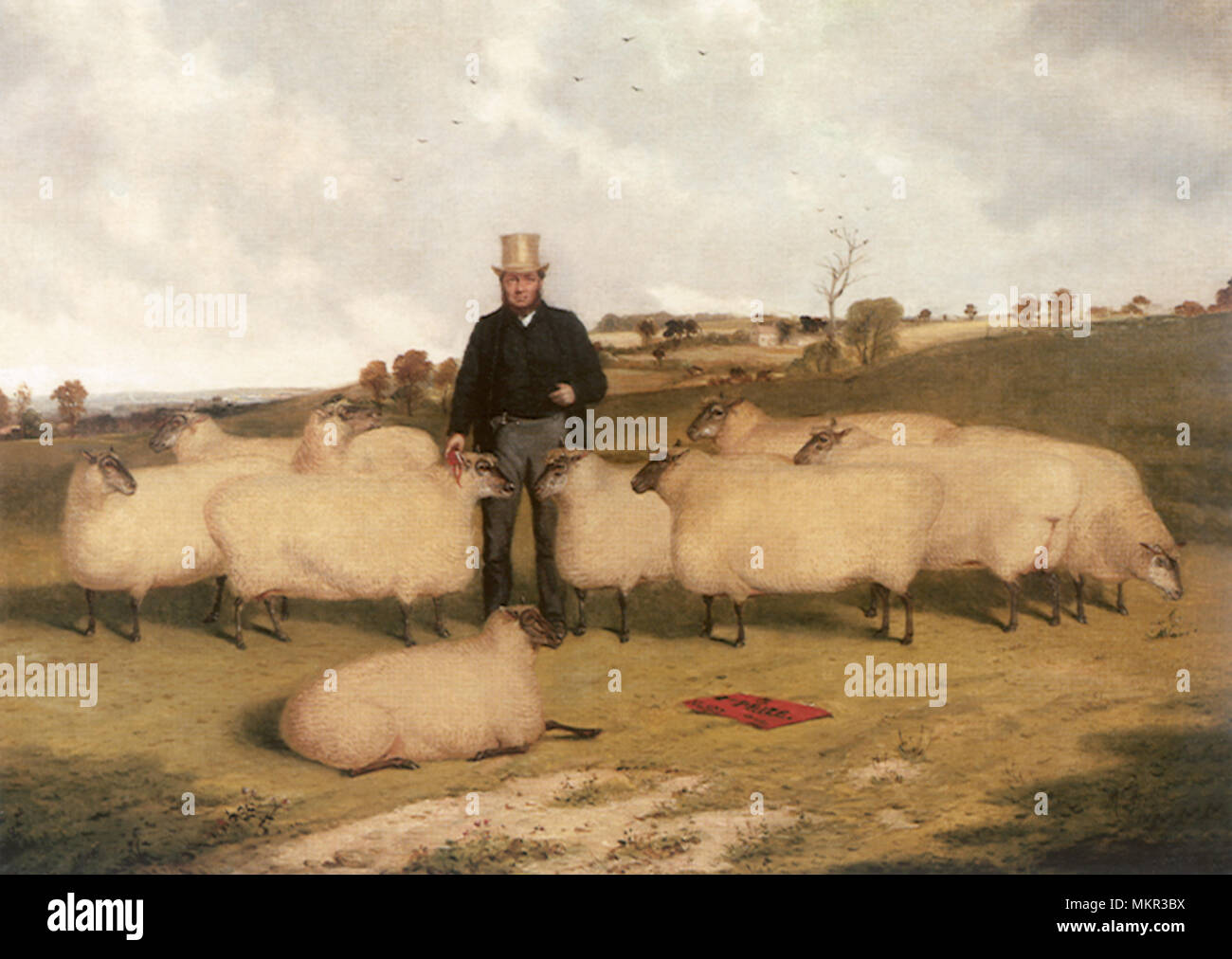 John Treadwell & his Oxford Down Sheep at Nether Winchendon Stock Photo ...