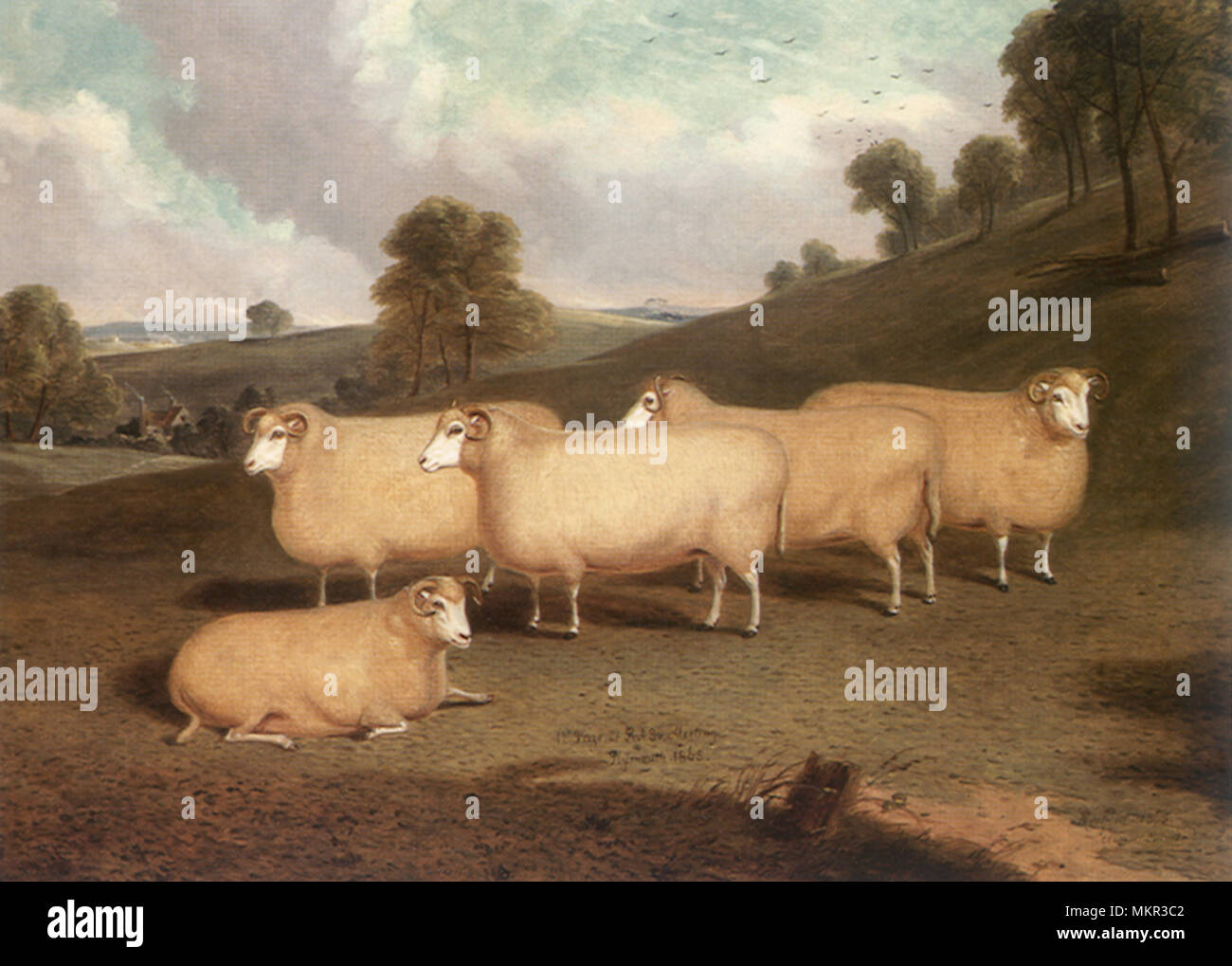 Dorset horn sheep hi-res stock photography and images - Alamy