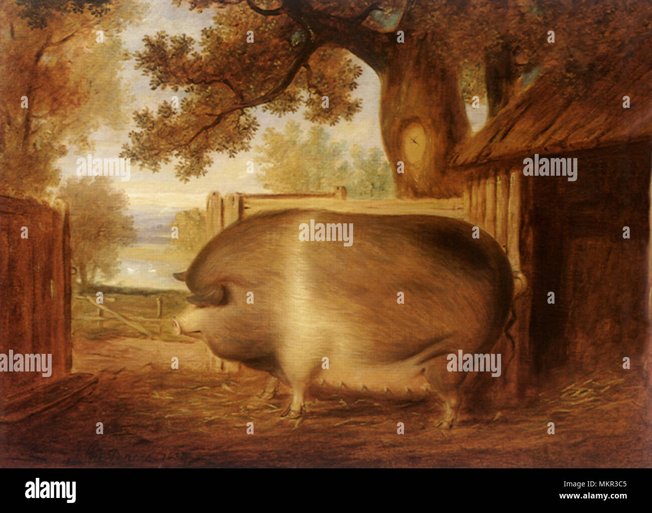 Saddle Back Sow Stock Photo - Alamy
