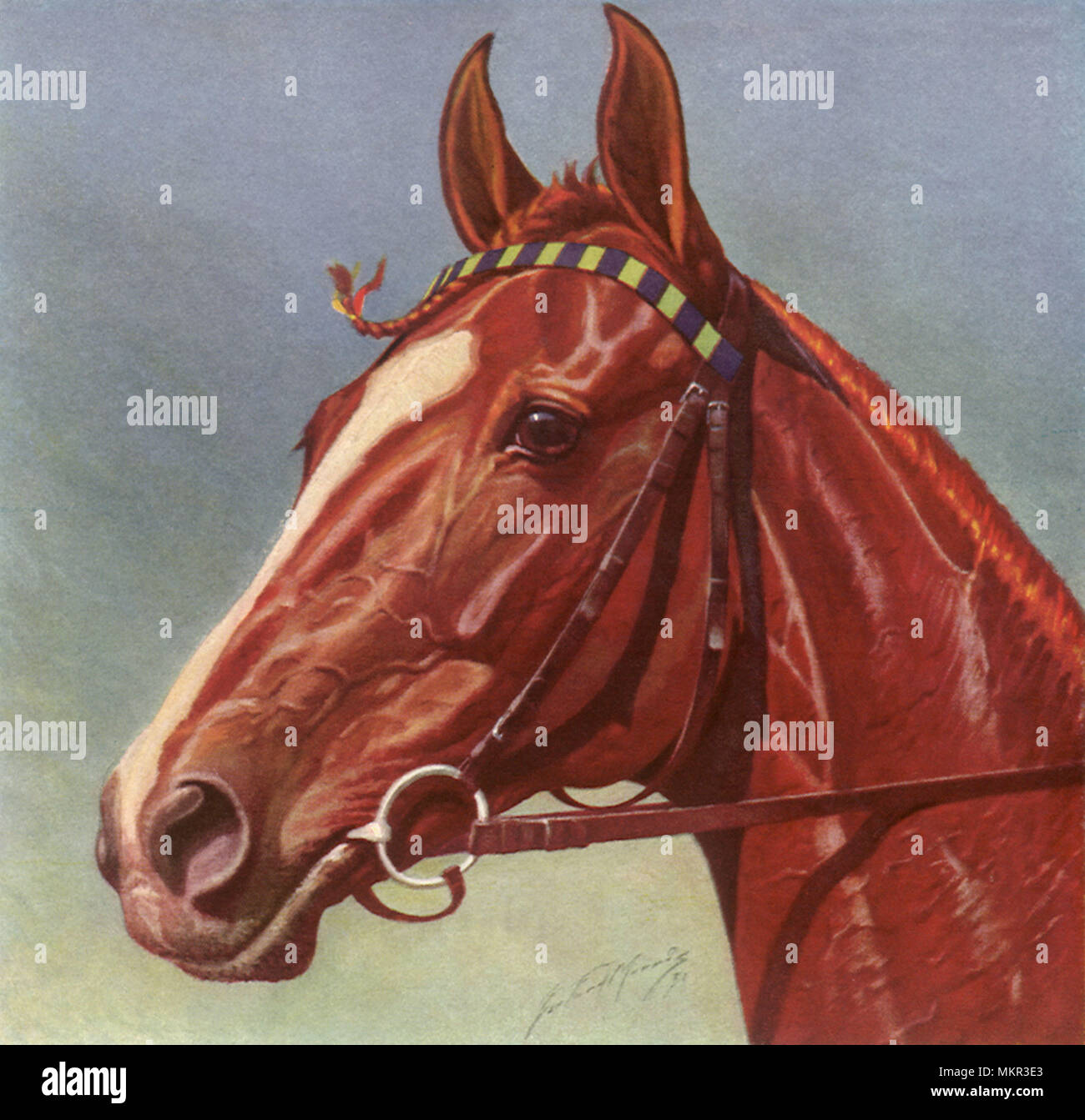 Horse horse head hi-res stock photography and images - Alamy