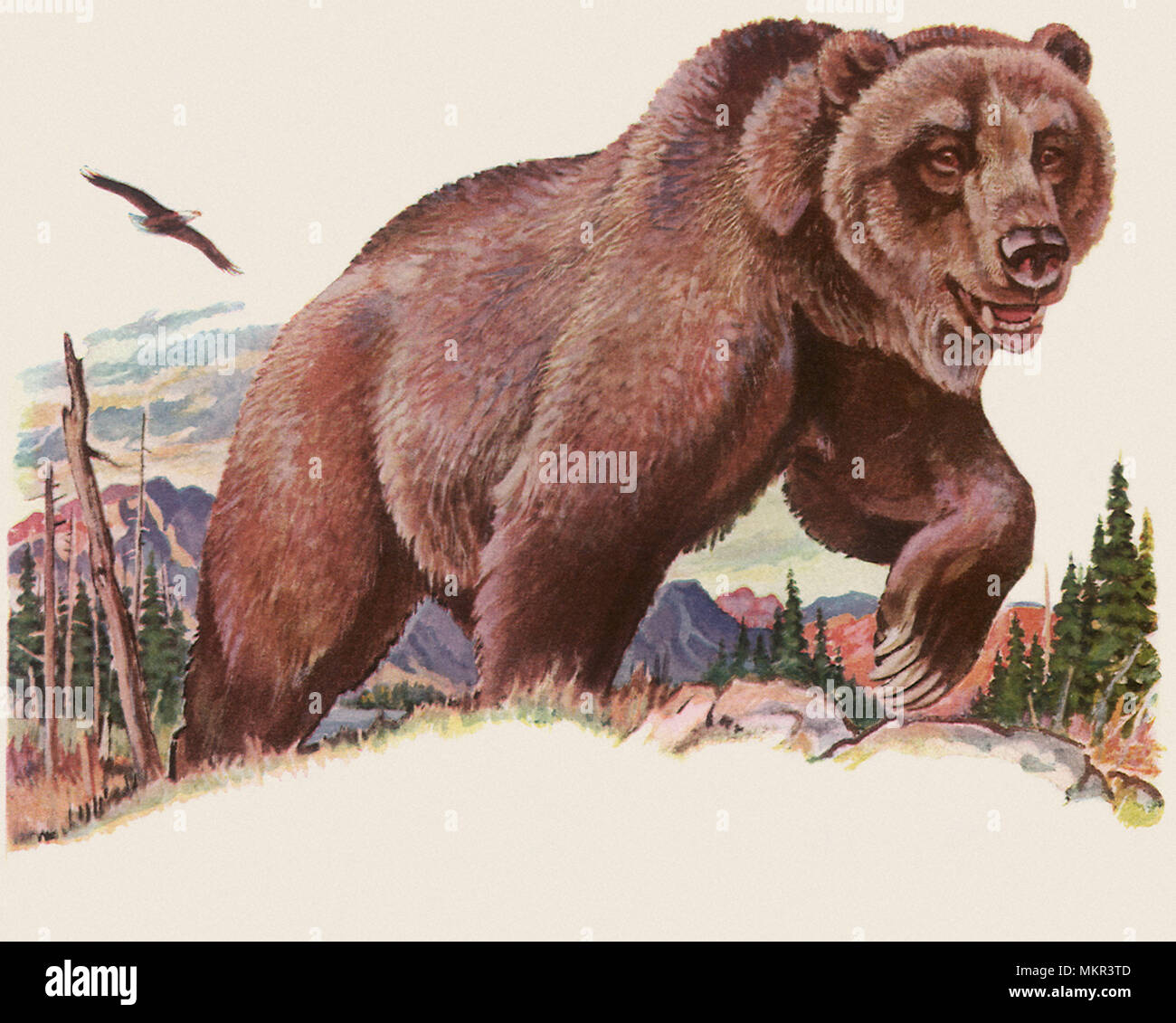 Ursa the bear hi-res stock photography and images - Alamy