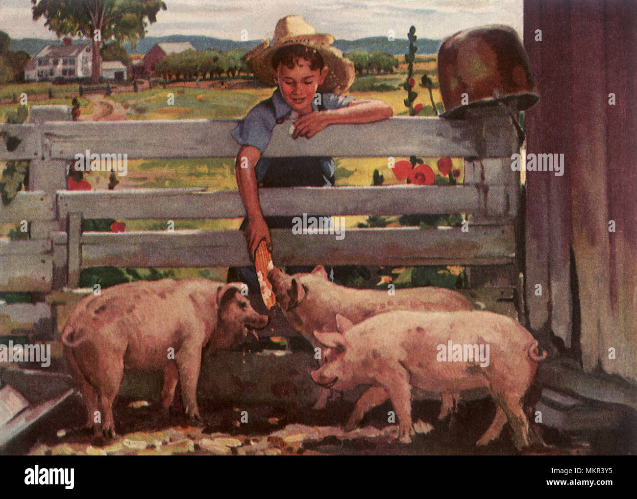 Boy feeds Corn to Pigs Stock Photo - Alamy