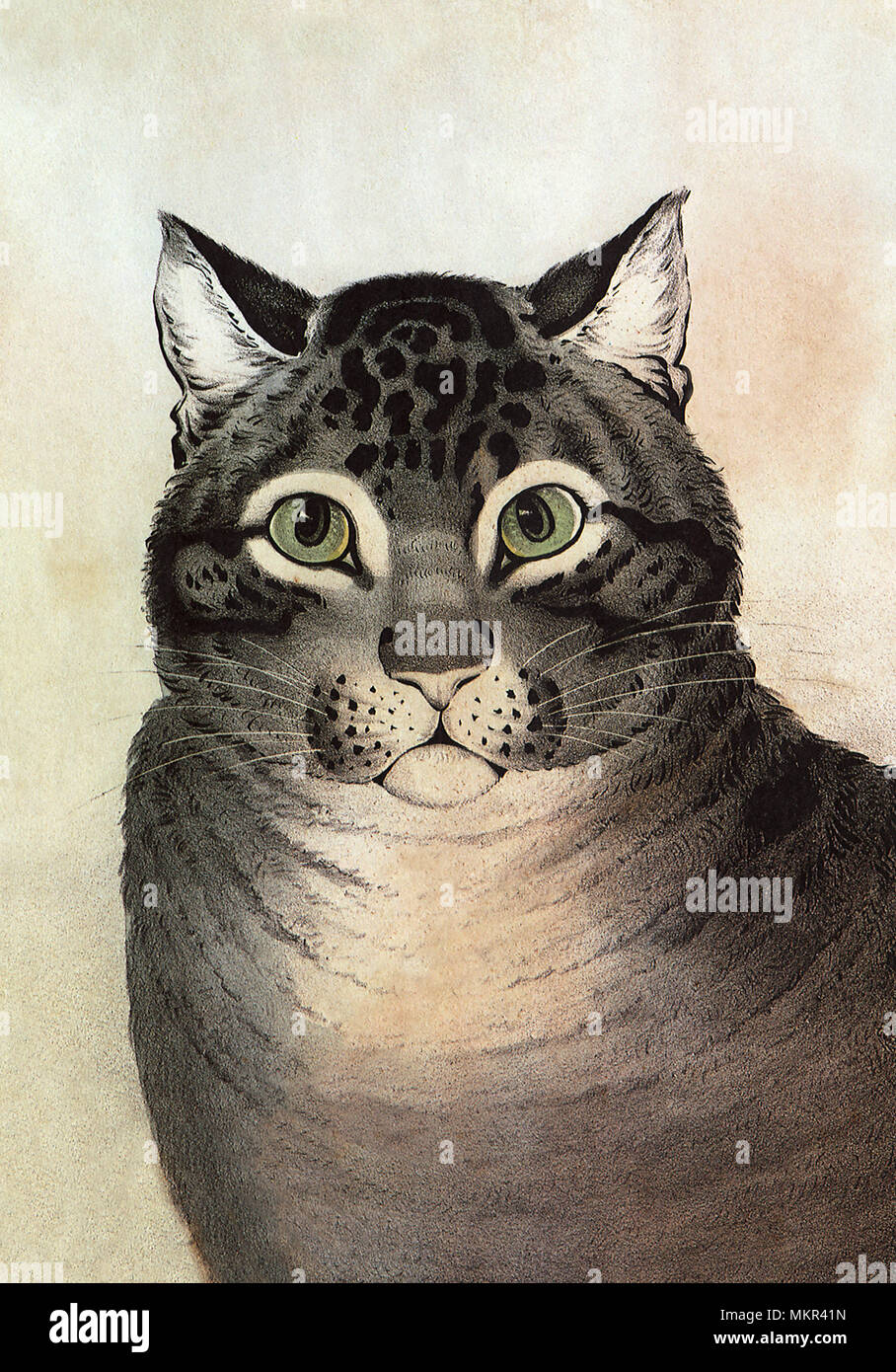 The Favorite Cat Stock Photo - Alamy