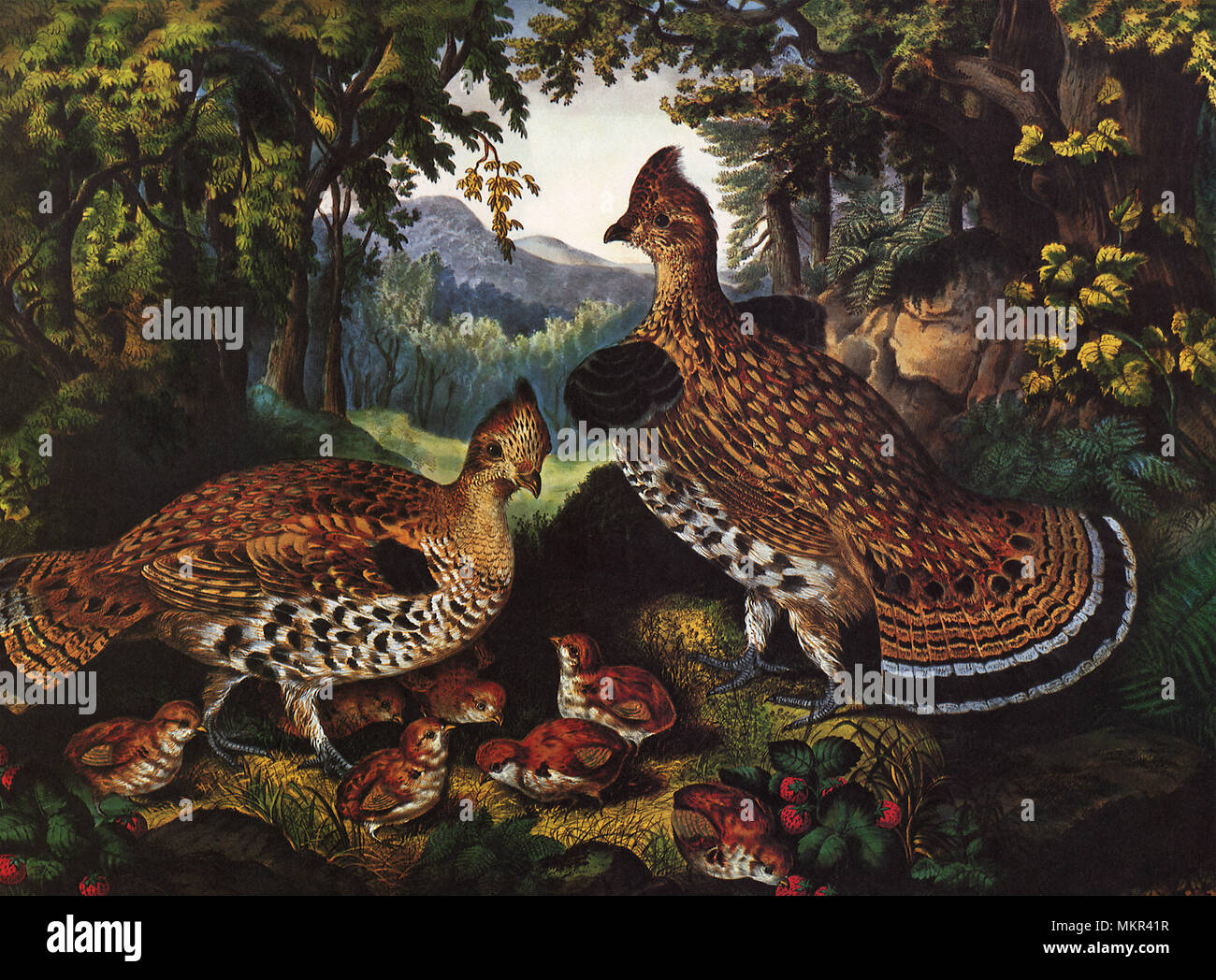 Ruffed grouse family hi-res stock photography and images - Alamy